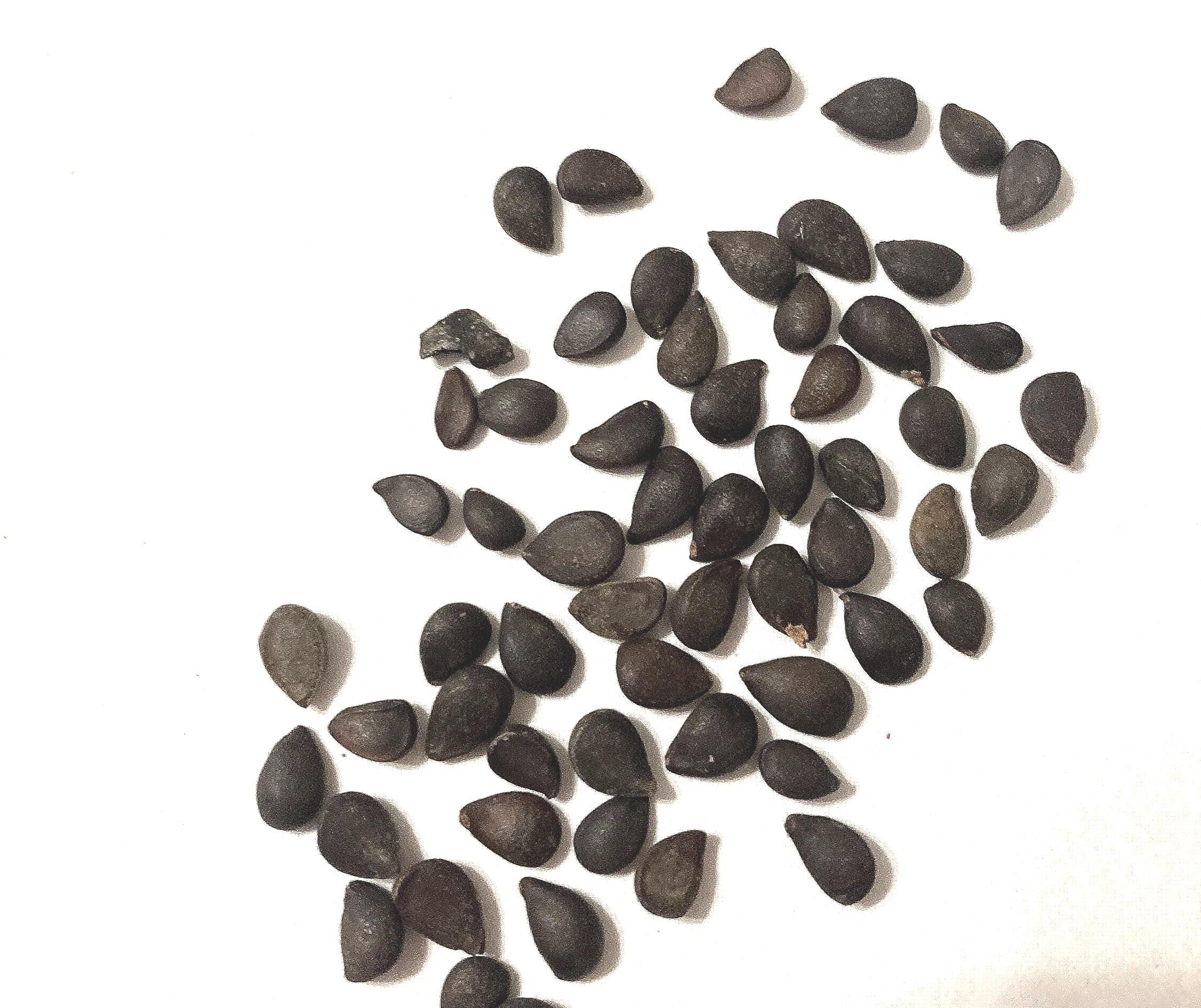Orange Pear Tree Seeds (PYRUS PHAEOCARPA) (Dusky Pear) | TreeSeedMan ...