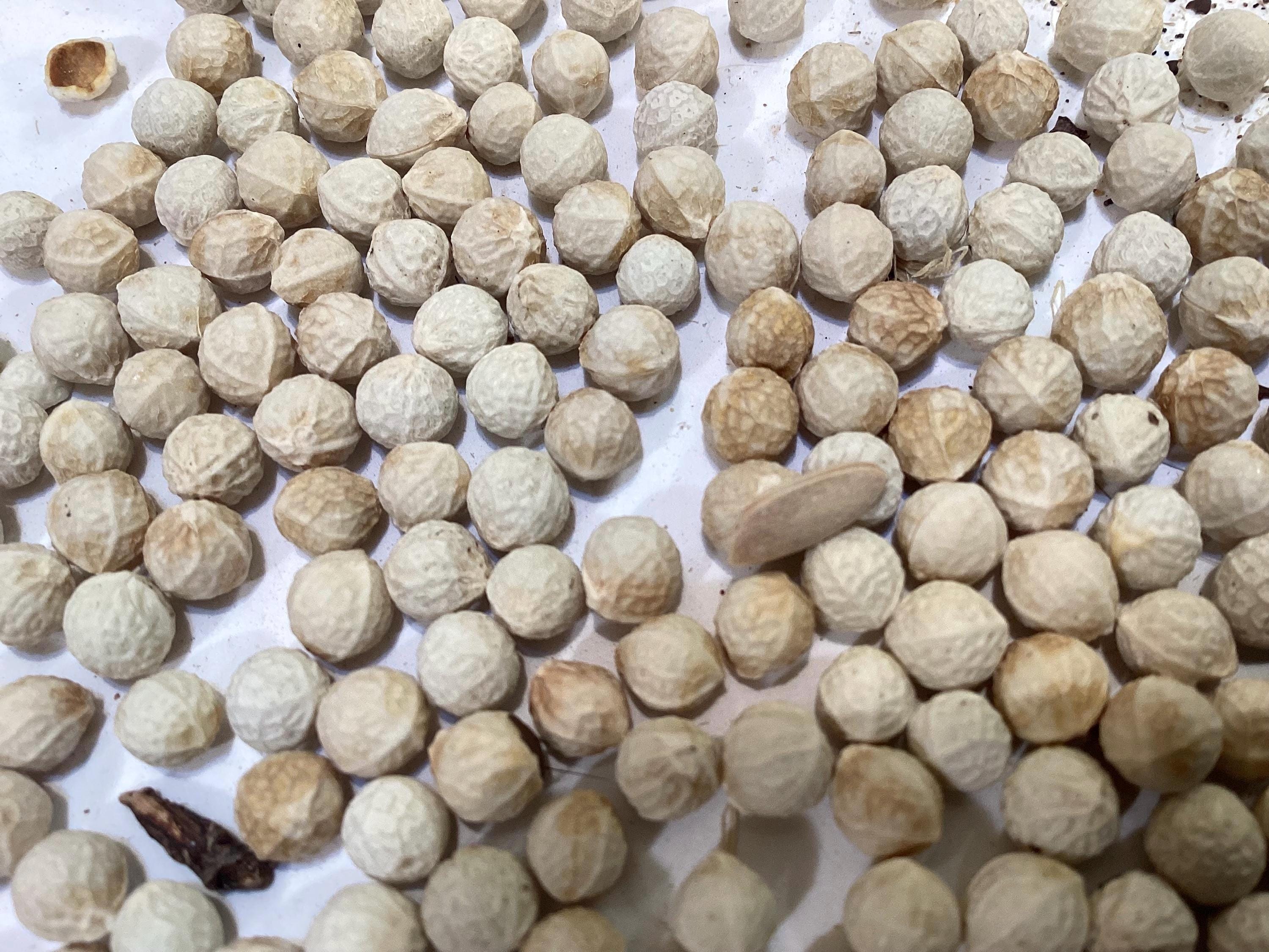 Common Hackberry Tree Seeds (CELTIS OCCIDENTALIS Europe) (Hackberry ...
