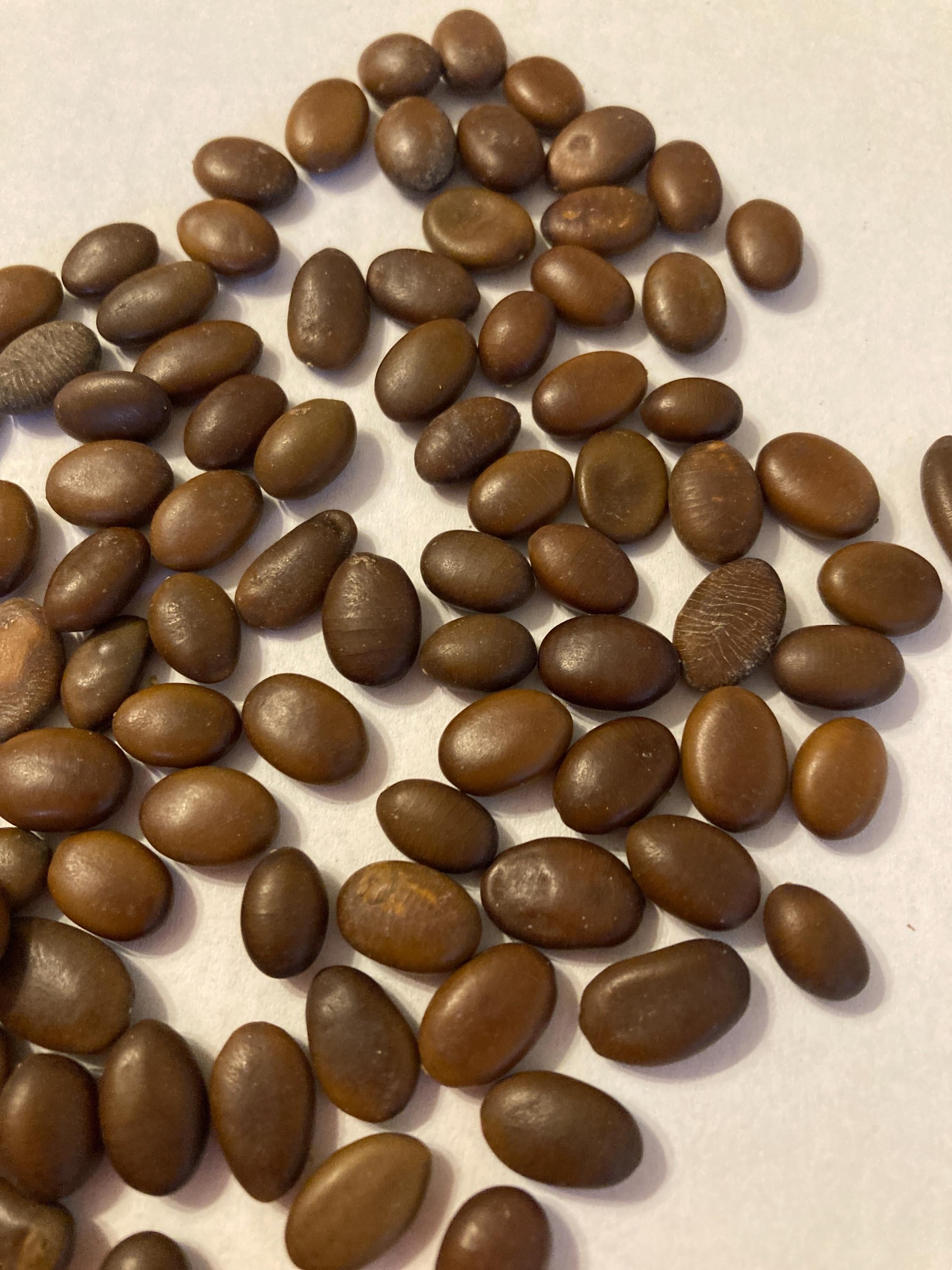 Caspian Locust Tree Seeds (GLEDITSIA CASPICA) (Persian Honey Locust ...