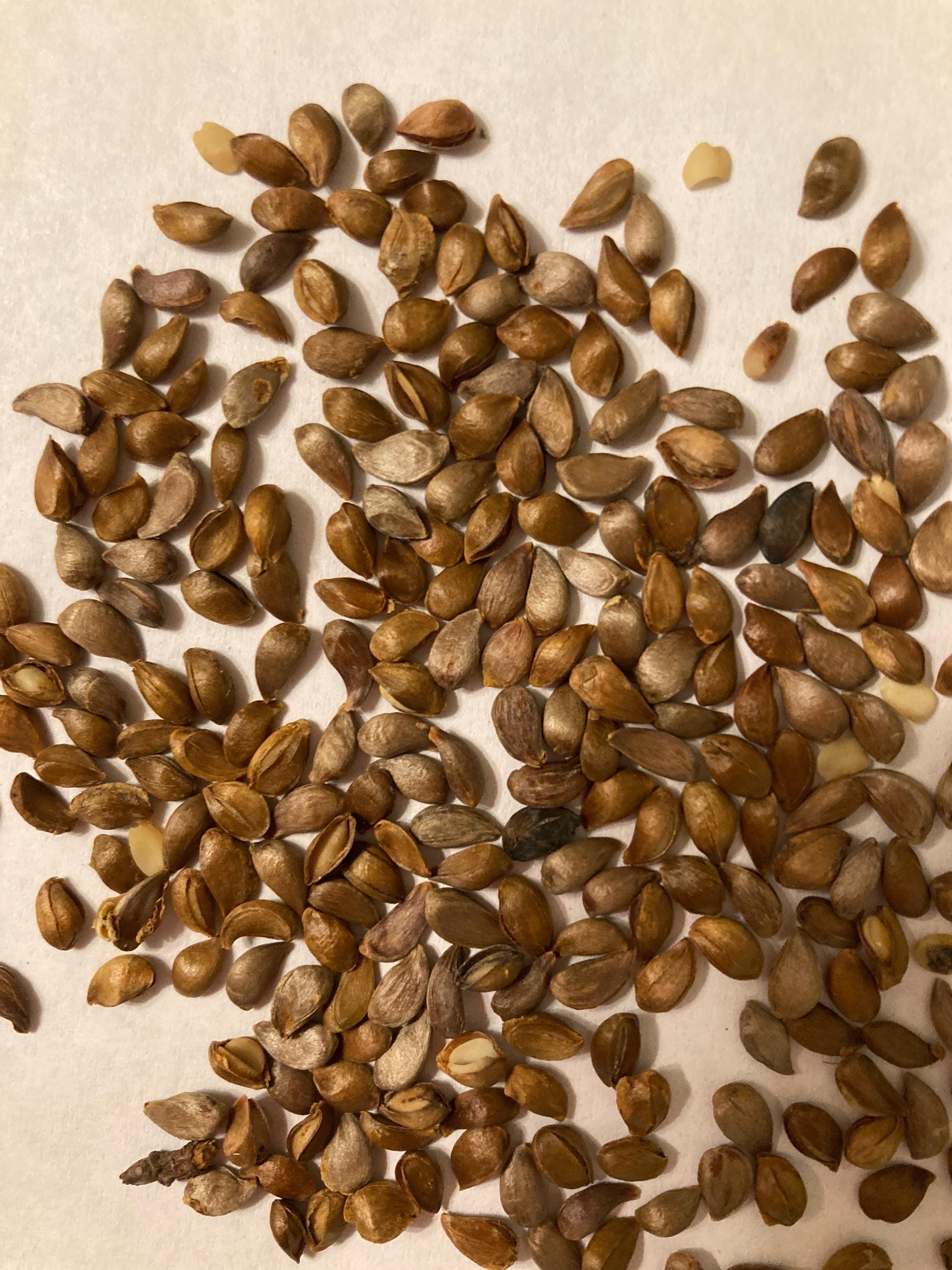 Pear Leaf Crab Apple Tree Seeds (MALUS ASIATICA) (Chinese Pear Leaf ...