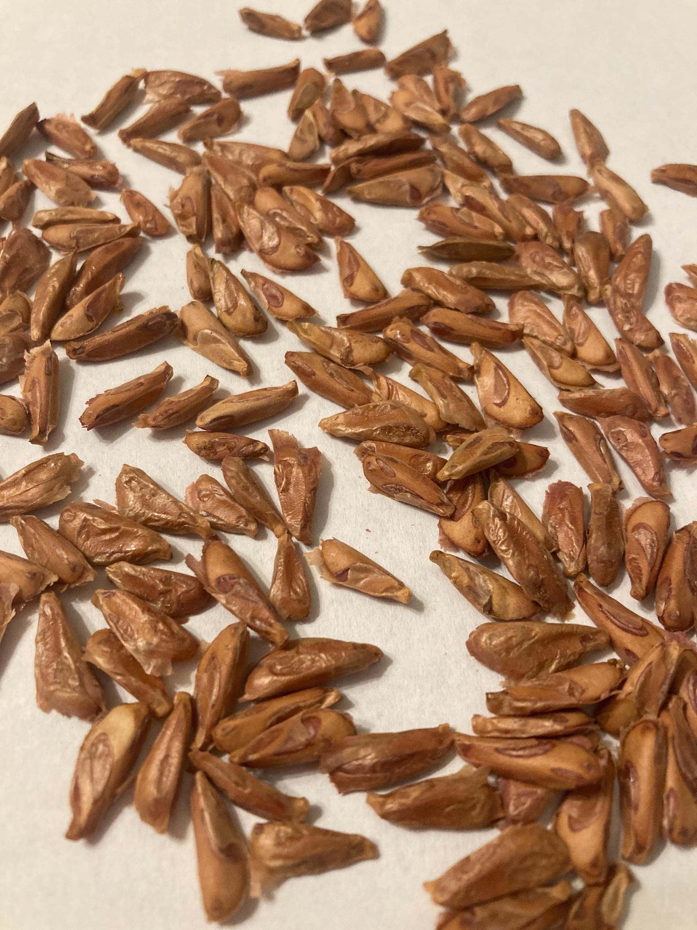 Shasta Red Fir Tree Seeds (ABIES MAGNIFICA SHASTENSIS) | TreeSeedMan ...