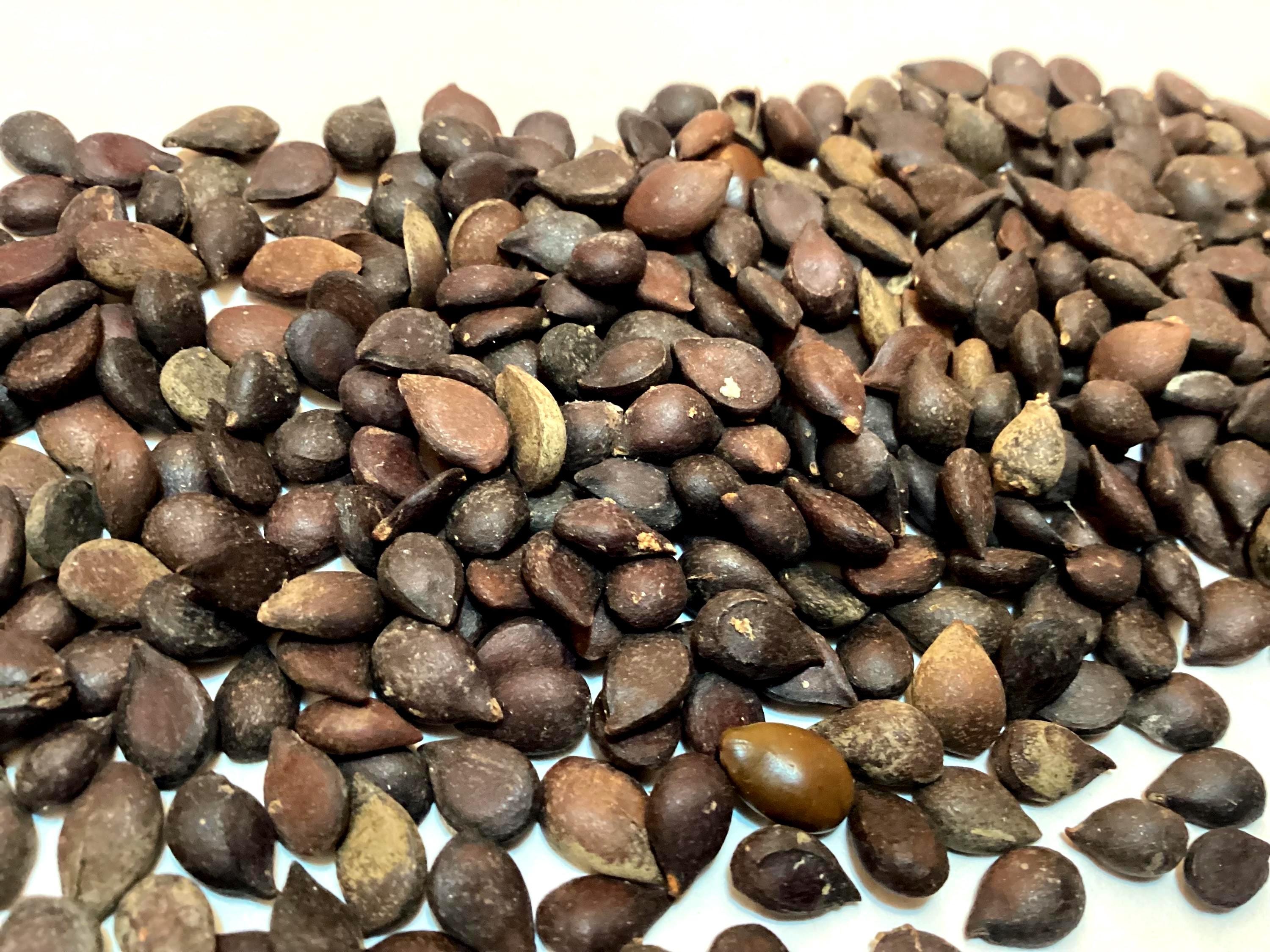Manchurian Pear Tree Seeds (PYRUS USSURIENSIS) (Chinese Pear, Harbin ...