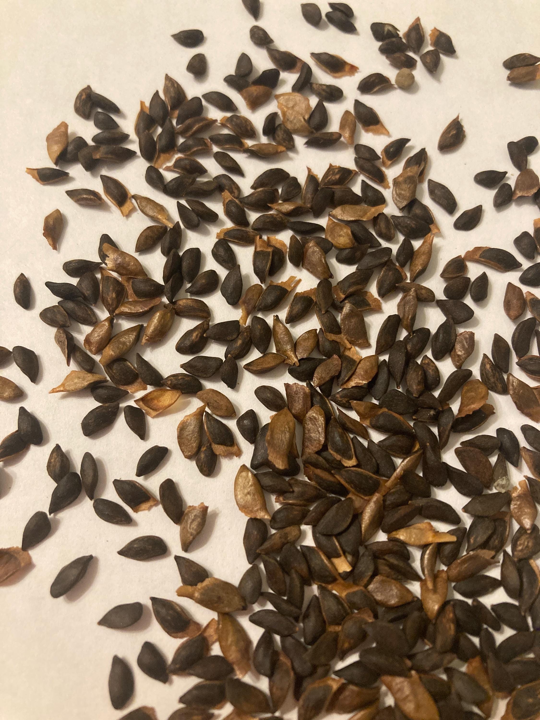 Morinda Spruce Tree Seeds (PICEA MORINDA SMITHIANA) (Himalayan Spruce ...