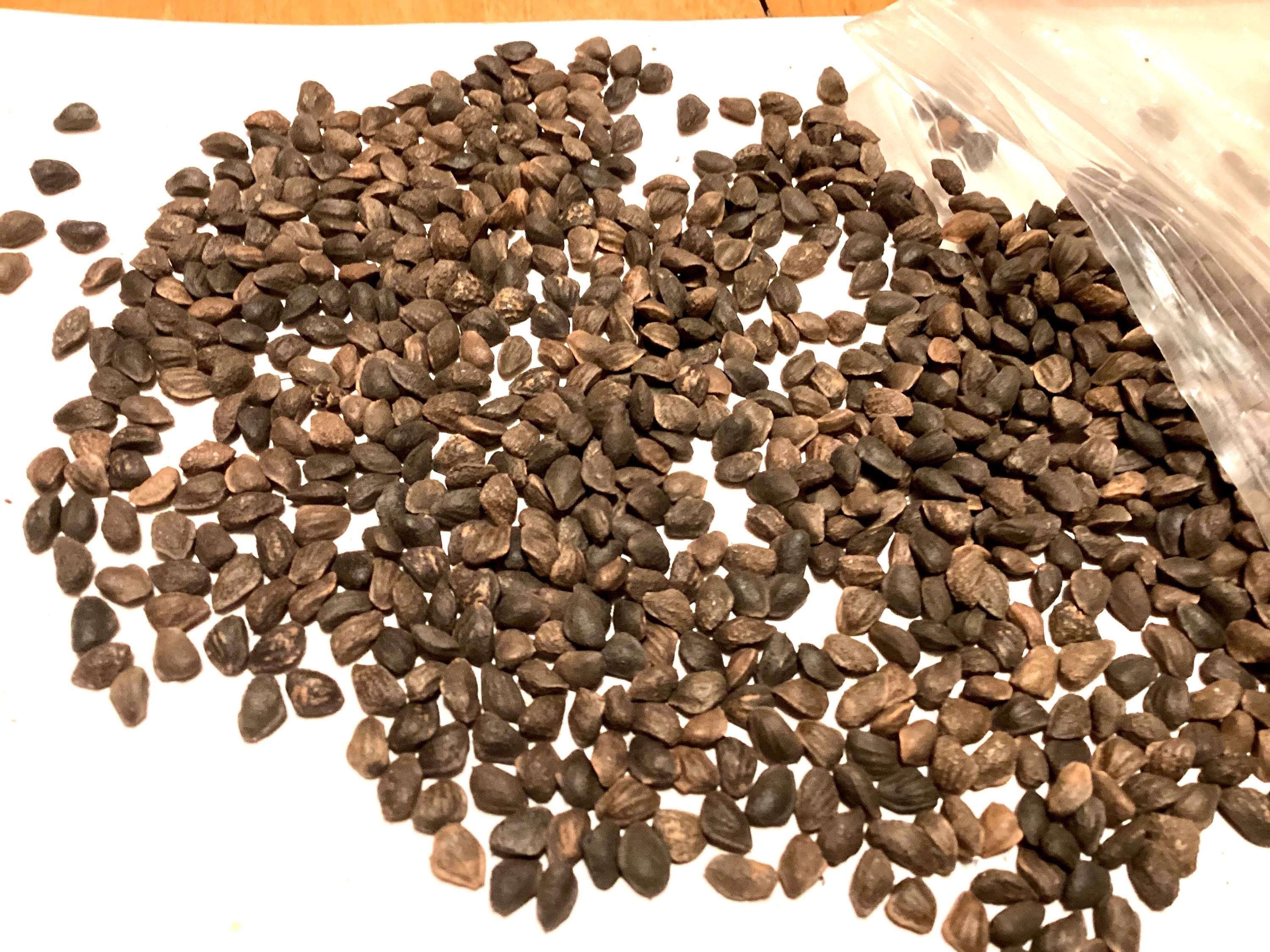 Improved Loblolly Pine Tree Seeds (PINUS TAEDA IMPROVED) | TreeSeedMan ...