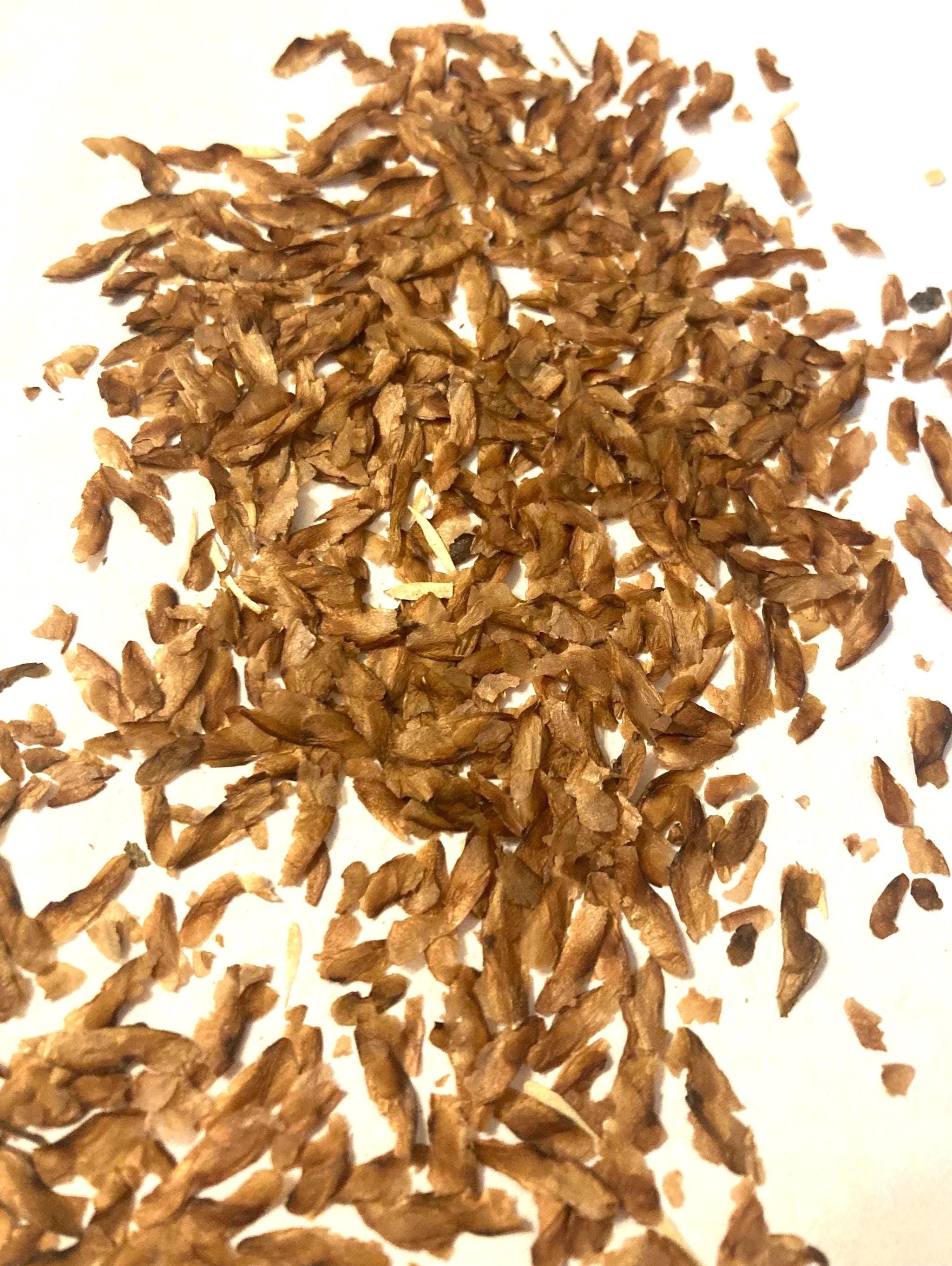 Toon Tree Seeds (TOONA CILIATA) (Australian Red Cedar ,Red Cedar, Toon ...