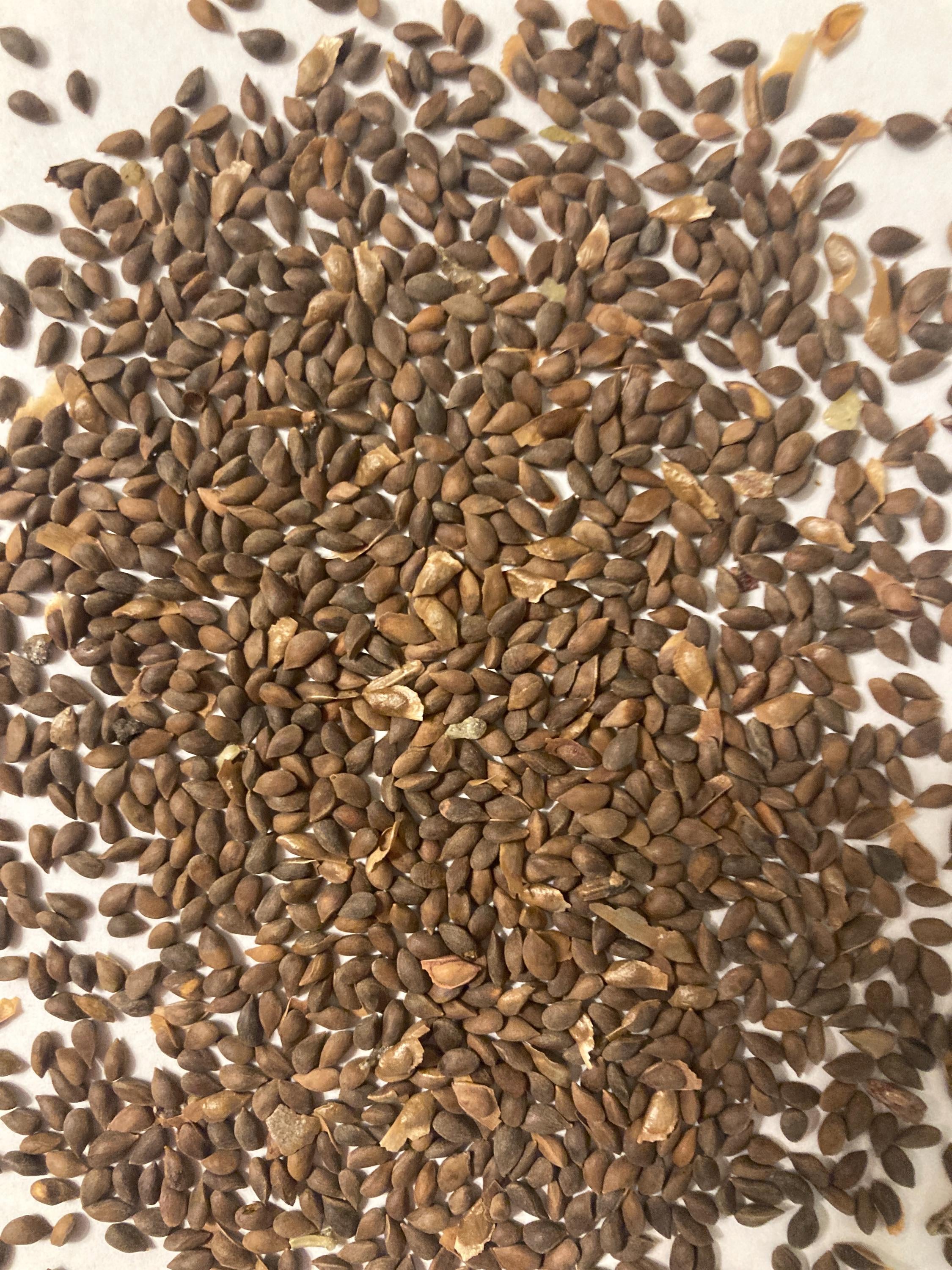 Oriental Spruce Tree Seeds (PICEA ORIENTALIS)(Caucasian Spruce ...