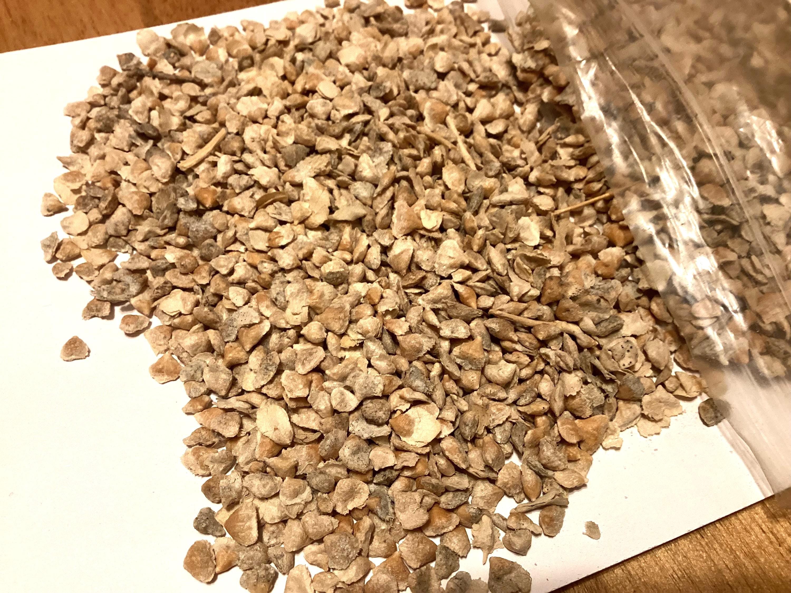 Shadscale Shrub Seeds (ATRIPLEX CONFERTIFOLIA) (Spiny Saltbush ...