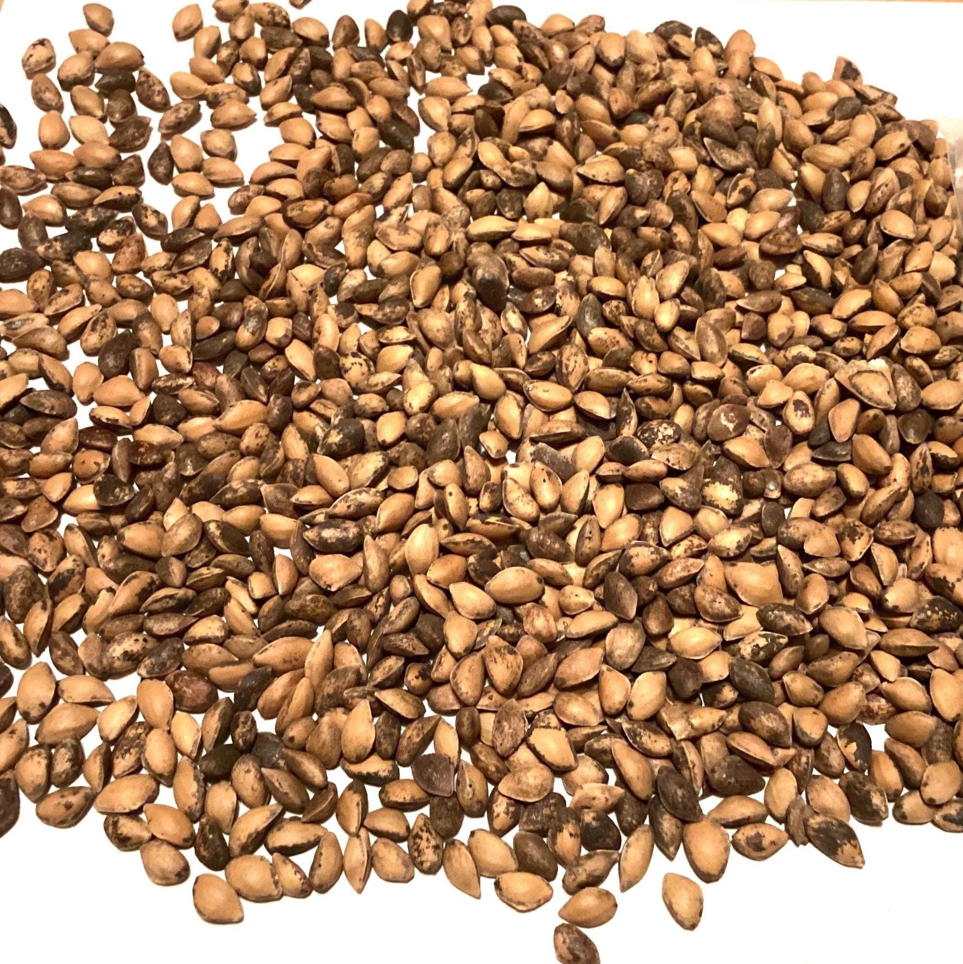 Benguet Pine Tree Seeds (PINUS KESIYA) (Khasi Pine)(Baguio Pine ...