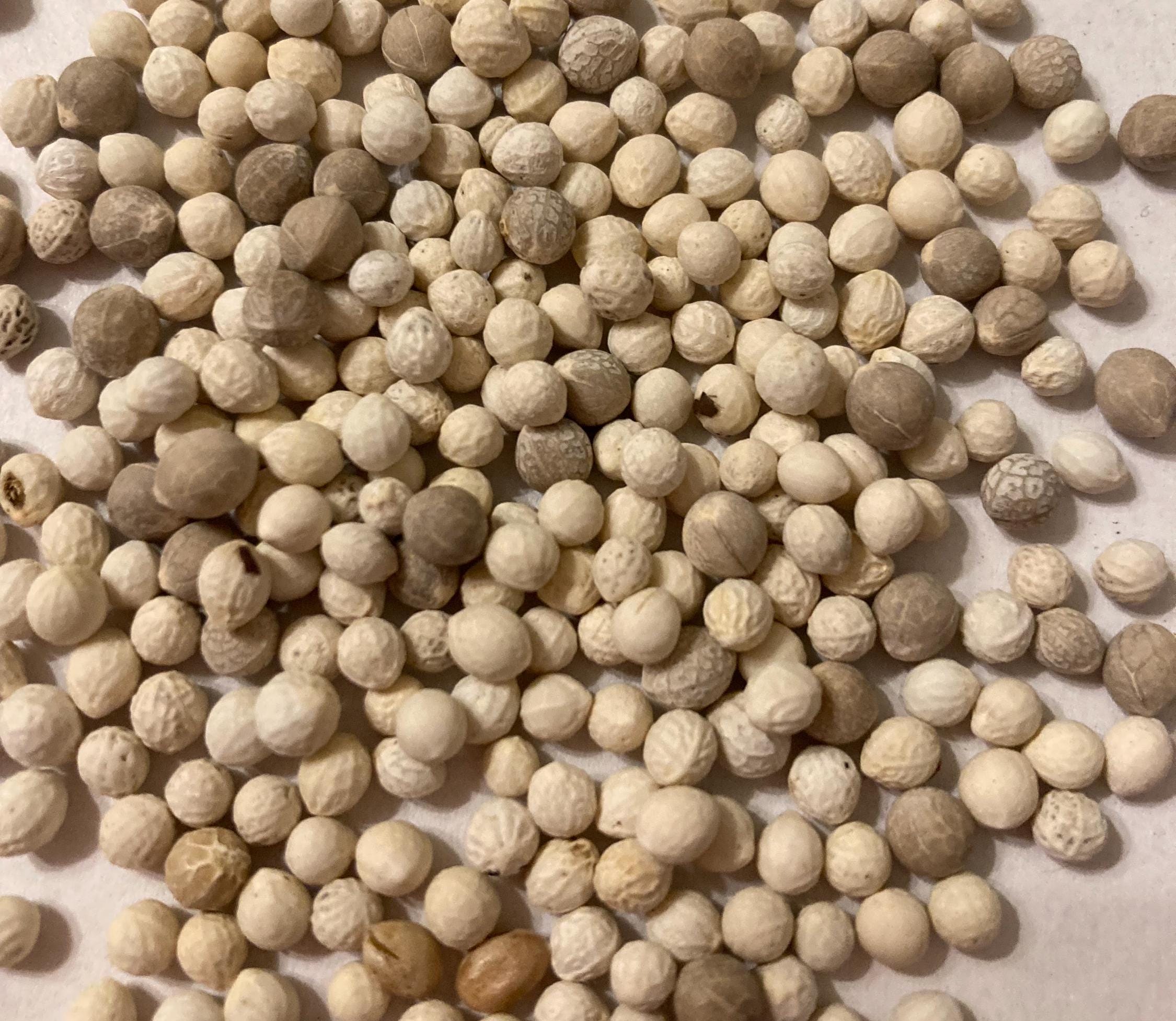 Netleaf Sugar Hackberry Tree Seeds (CELTIS LAEVIGATA) (Sugarberry ...