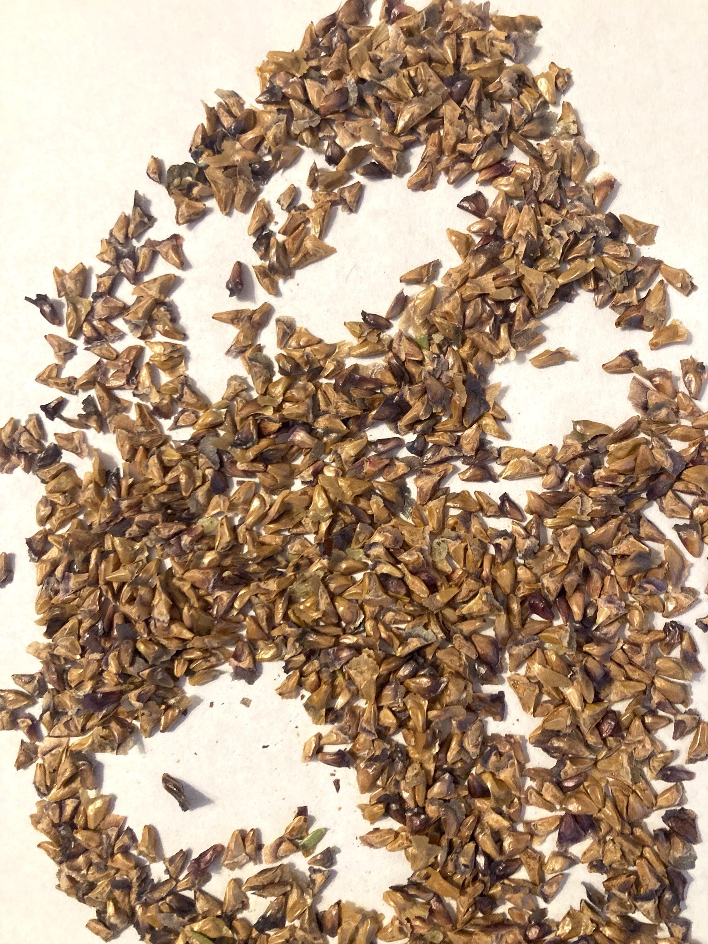 Rocky Mountain Fir Tree Seeds (ABIES LASIOCARPA)(Alpine Fir)(Western ...