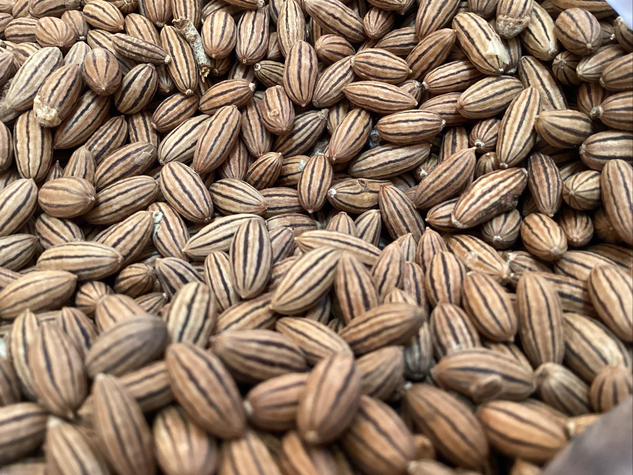Russian Olive Tree Seeds (ELAEAGNUS ANGUSTIFOLIA) | TreeSeedMan.Com ...