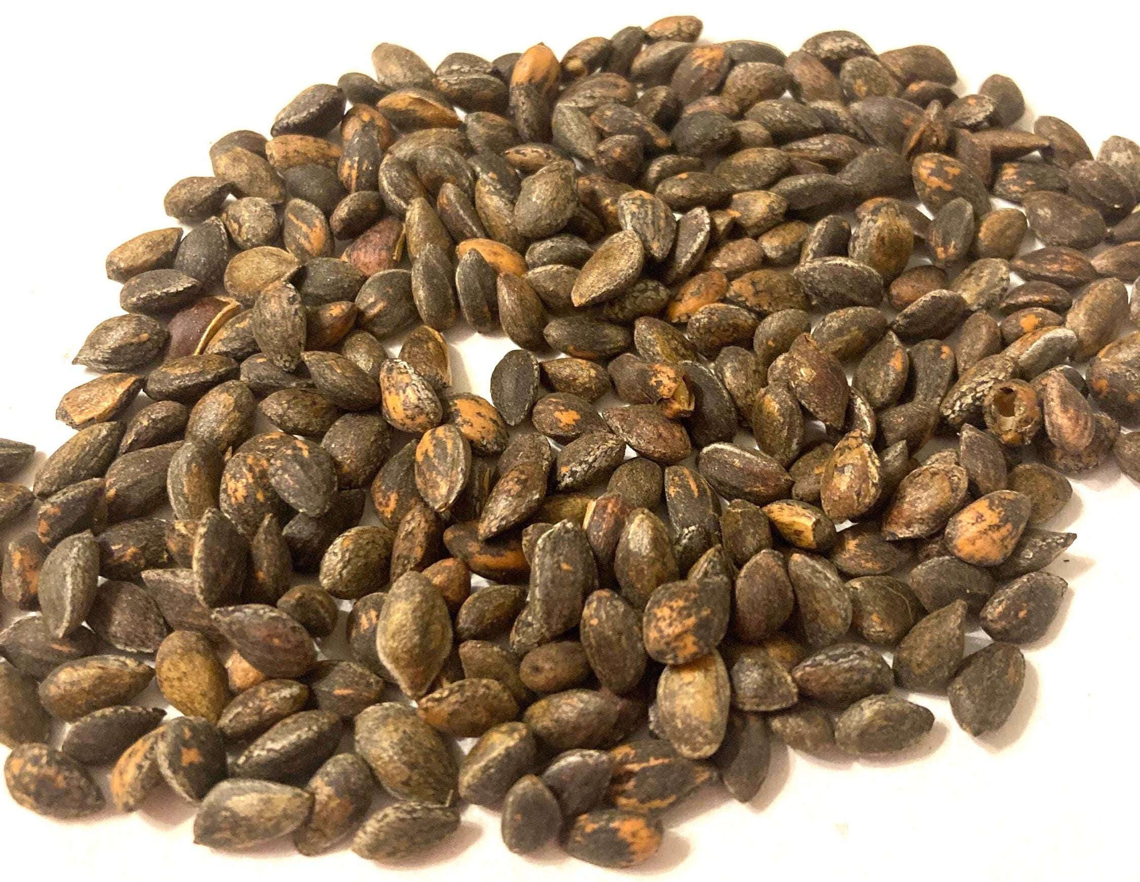 Calabrian Pine Tree Seeds: Pinus Eldarica - Desert & Christmas Tree | TreeSeedMan.Com TREE ...