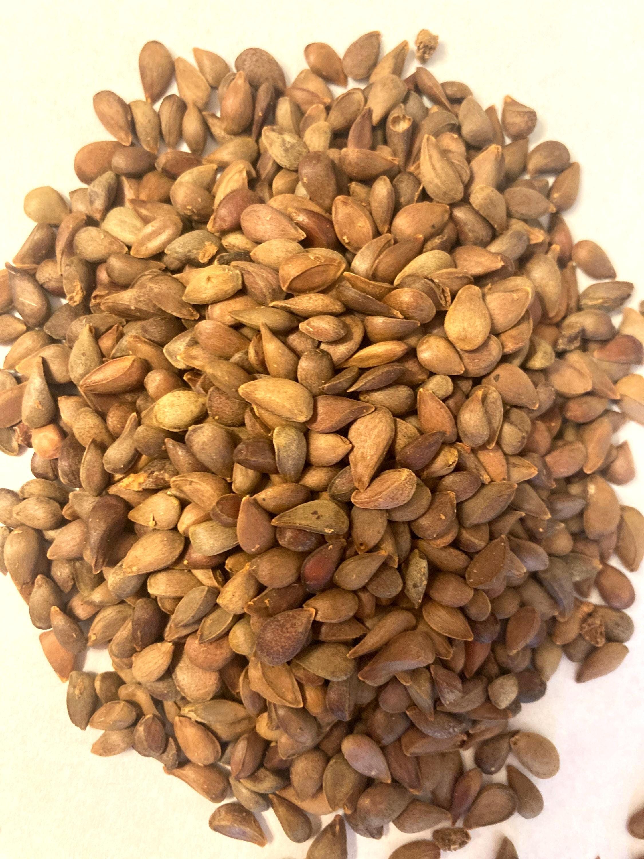 European Crab Apple Tree Seeds (Malus Sylvestris) | TreeSeedMan.Com ...