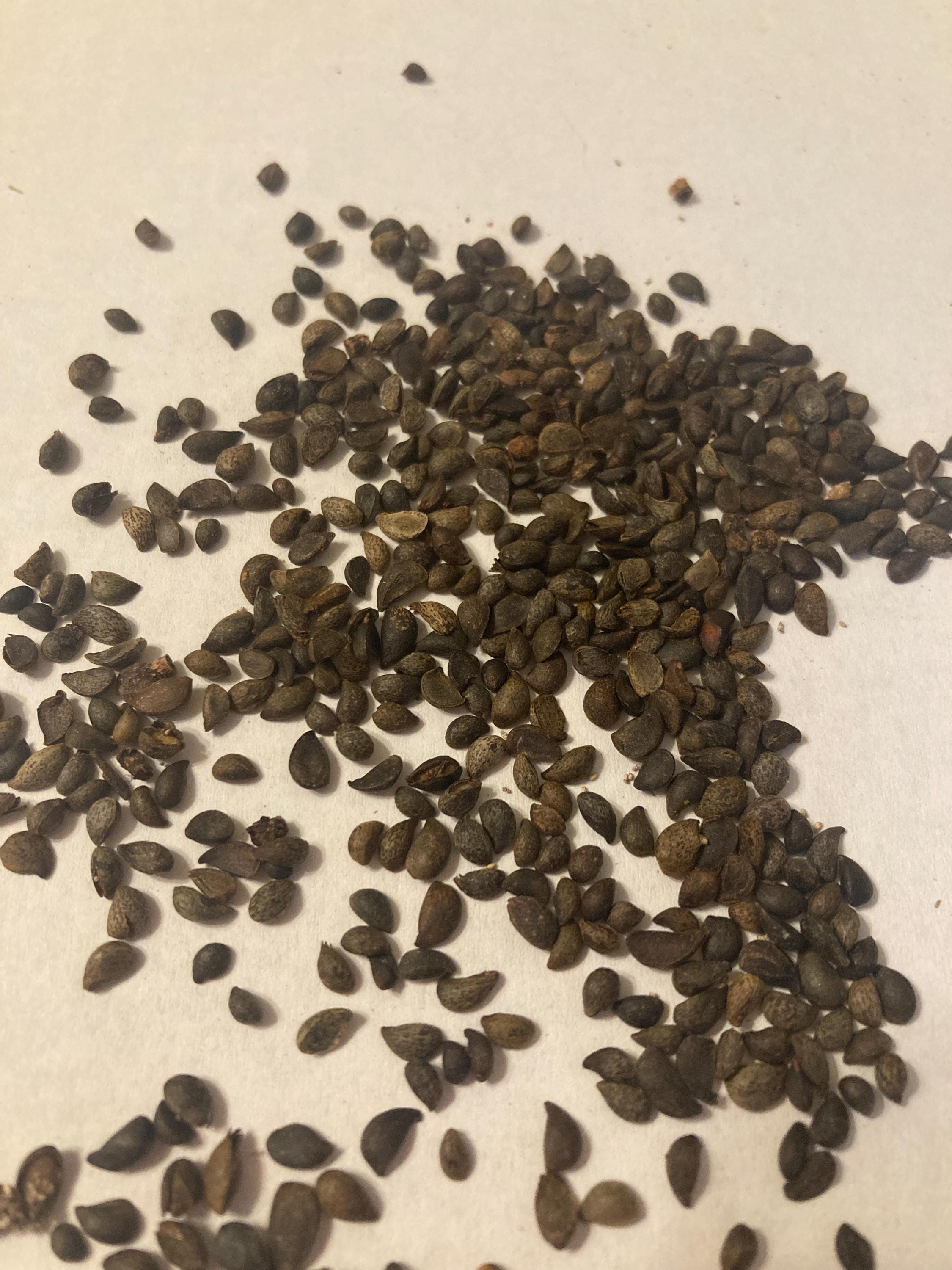 Bradford Pear Tree Seeds (PYRUS CALLERYANA) (Callery Pear ...