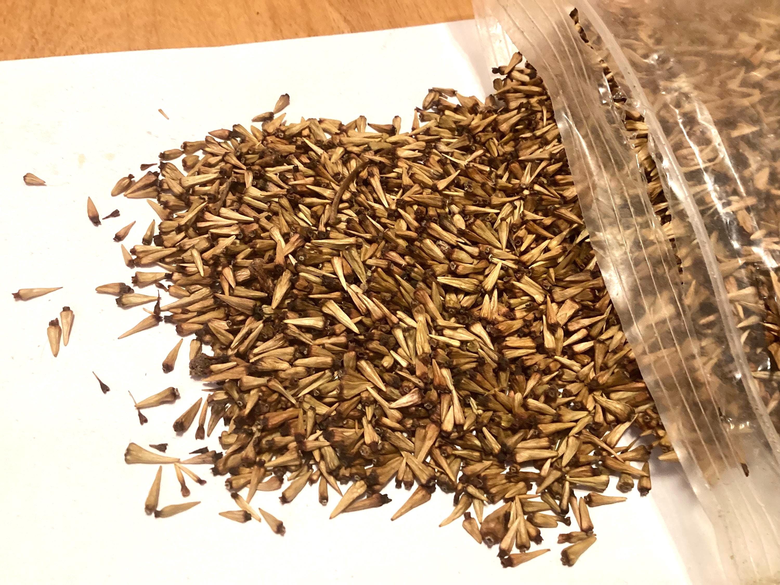 Buttonbush Tree Seeds (CEPHALANTHUS OCCIDENTALIS) (Button-Willow ...