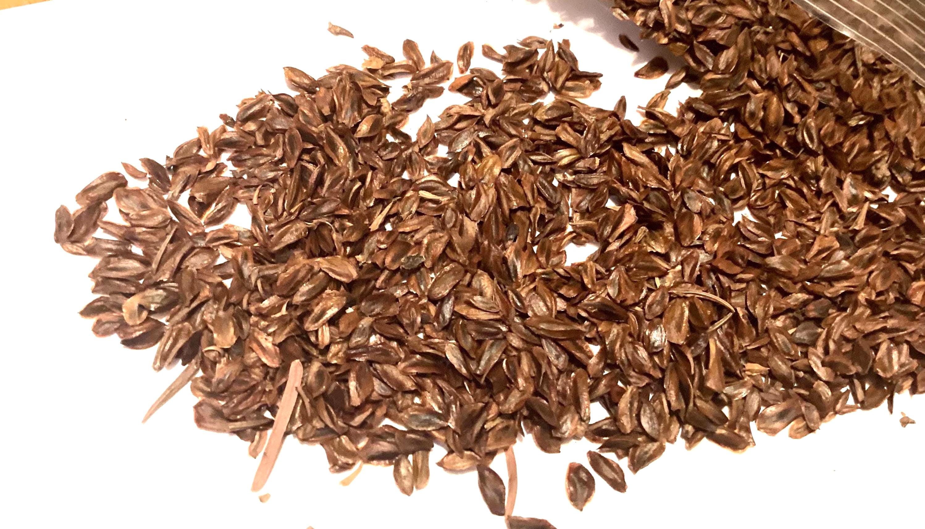 Sugi Tree Seeds (CRYPTOMERIA JAPONICA) (Japanese Cedar) | TreeSeedMan ...