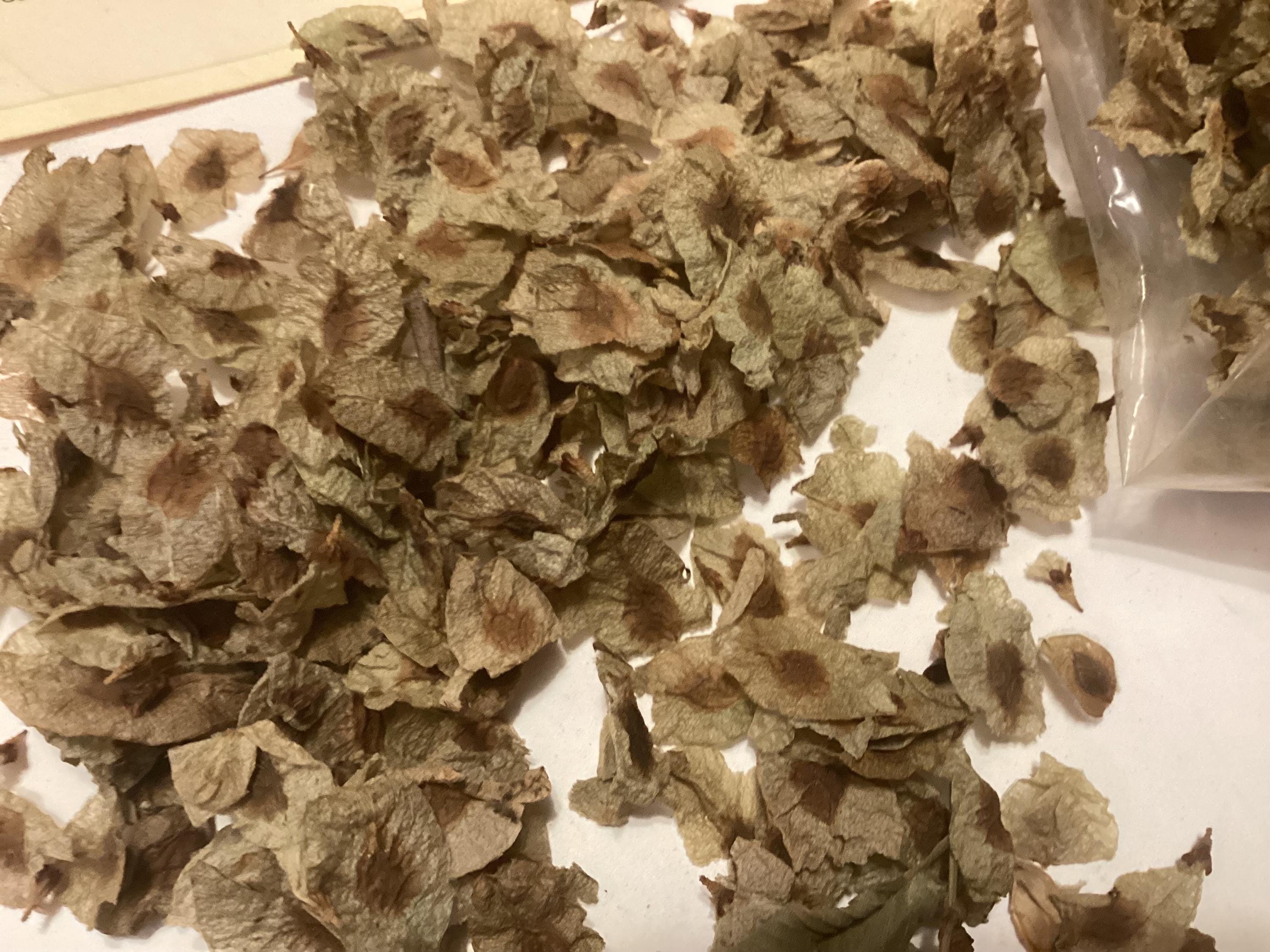 Scotch Elm Tree Seeds (ULMUS GLABRA) (Wych Elm) | TreeSeedMan.Com TREE ...