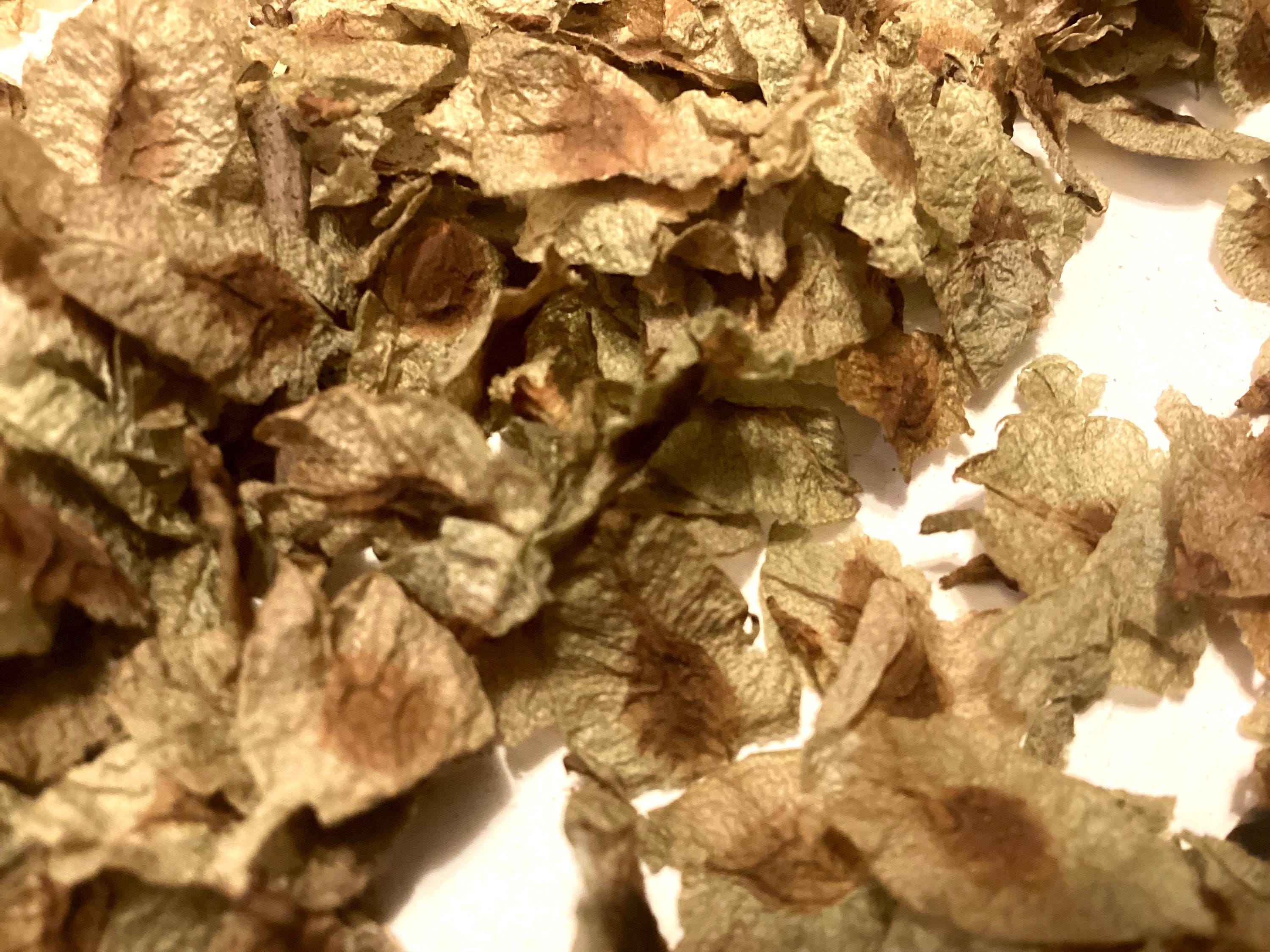 Wych Elm Tree Seeds (ULMUS GLABRA) (Scotch Elm) | TreeSeedMan.Com TREE ...