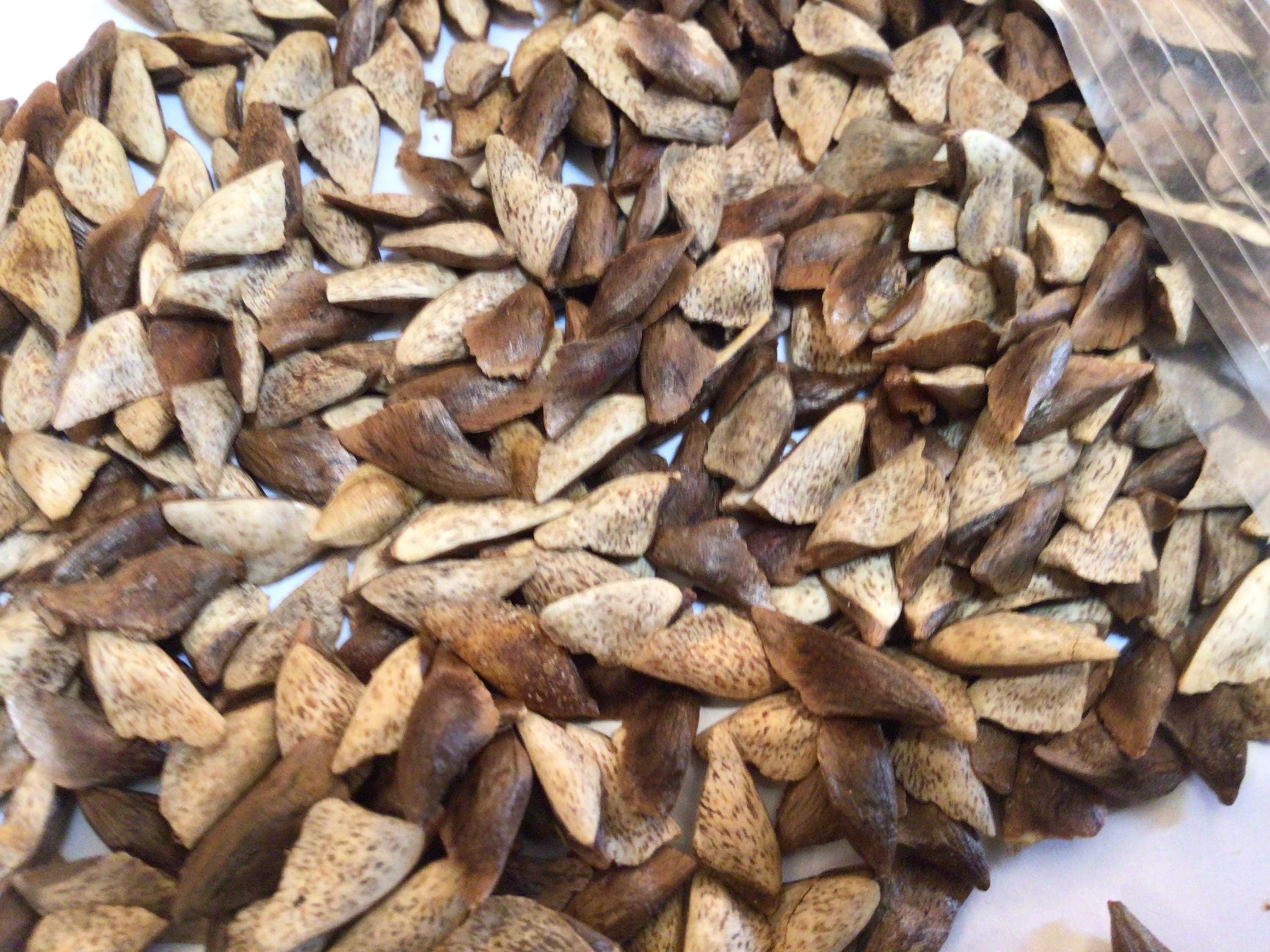 Chinese Douglas Fir Tree Seeds (PSEUDOTSUGA SINENSIS) | TreeSeedMan.Com ...