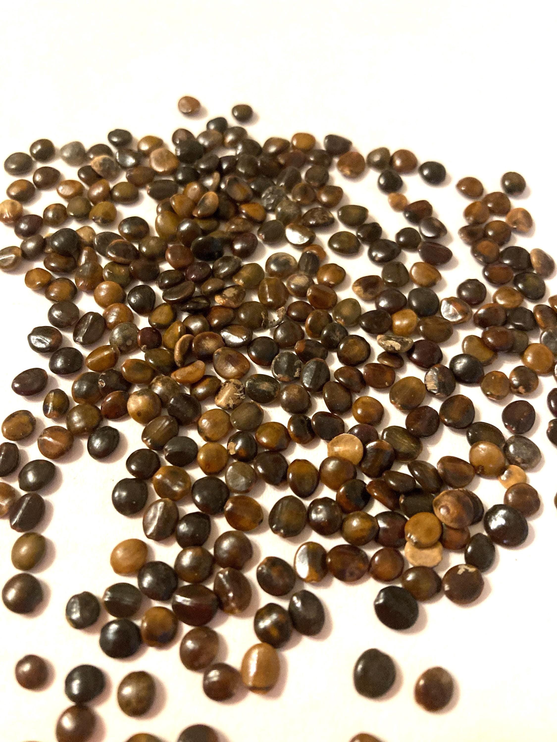 Japanese Raisin Tree Seeds (HOVENIA DULCIS) (Raisin Tree) (Oriental ...