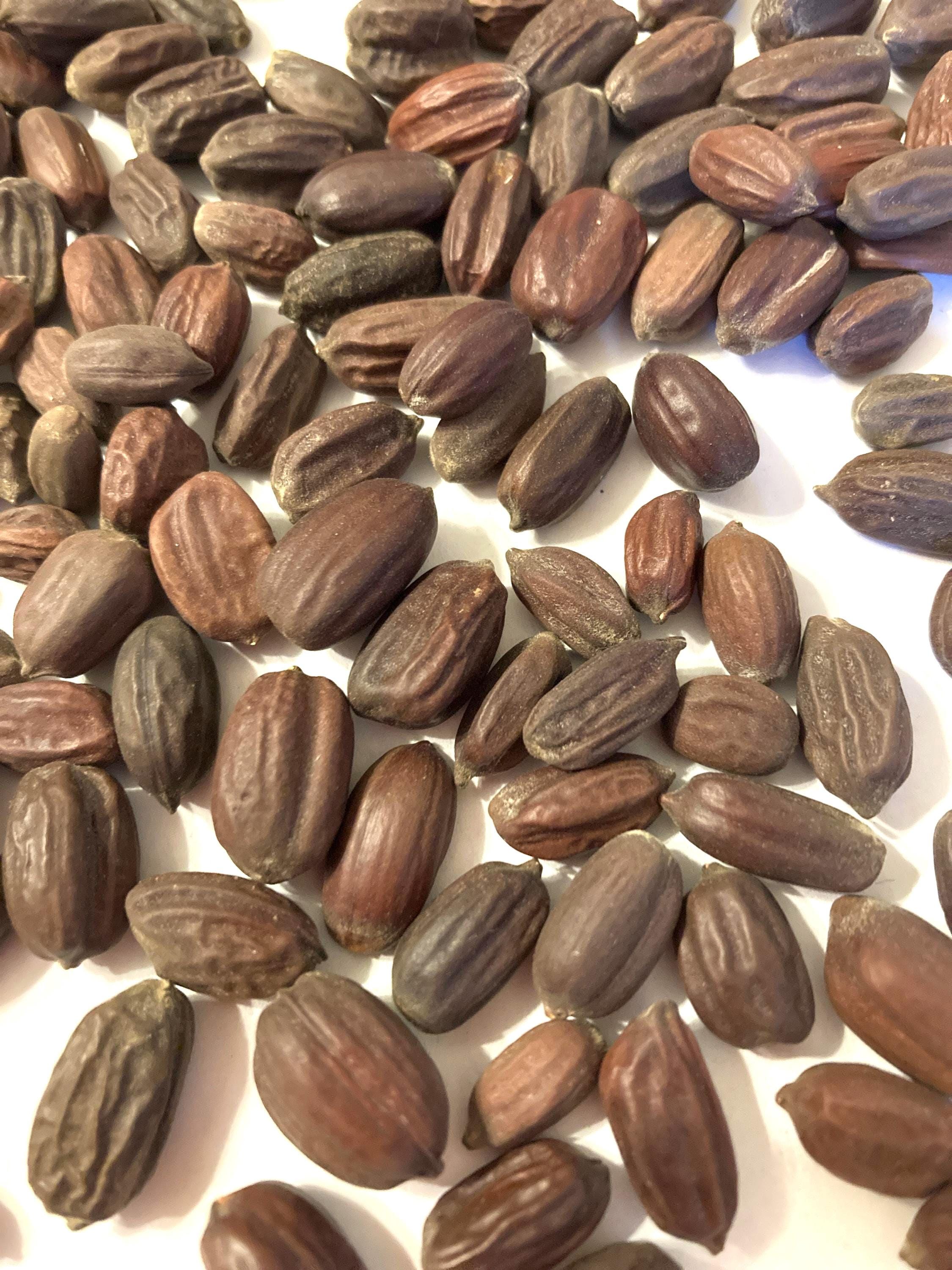 Deer Nut Tree Seeds (SIMMONDSIA CHINENSIS) (Pignut) (Jojoba)(Goat Nut ...