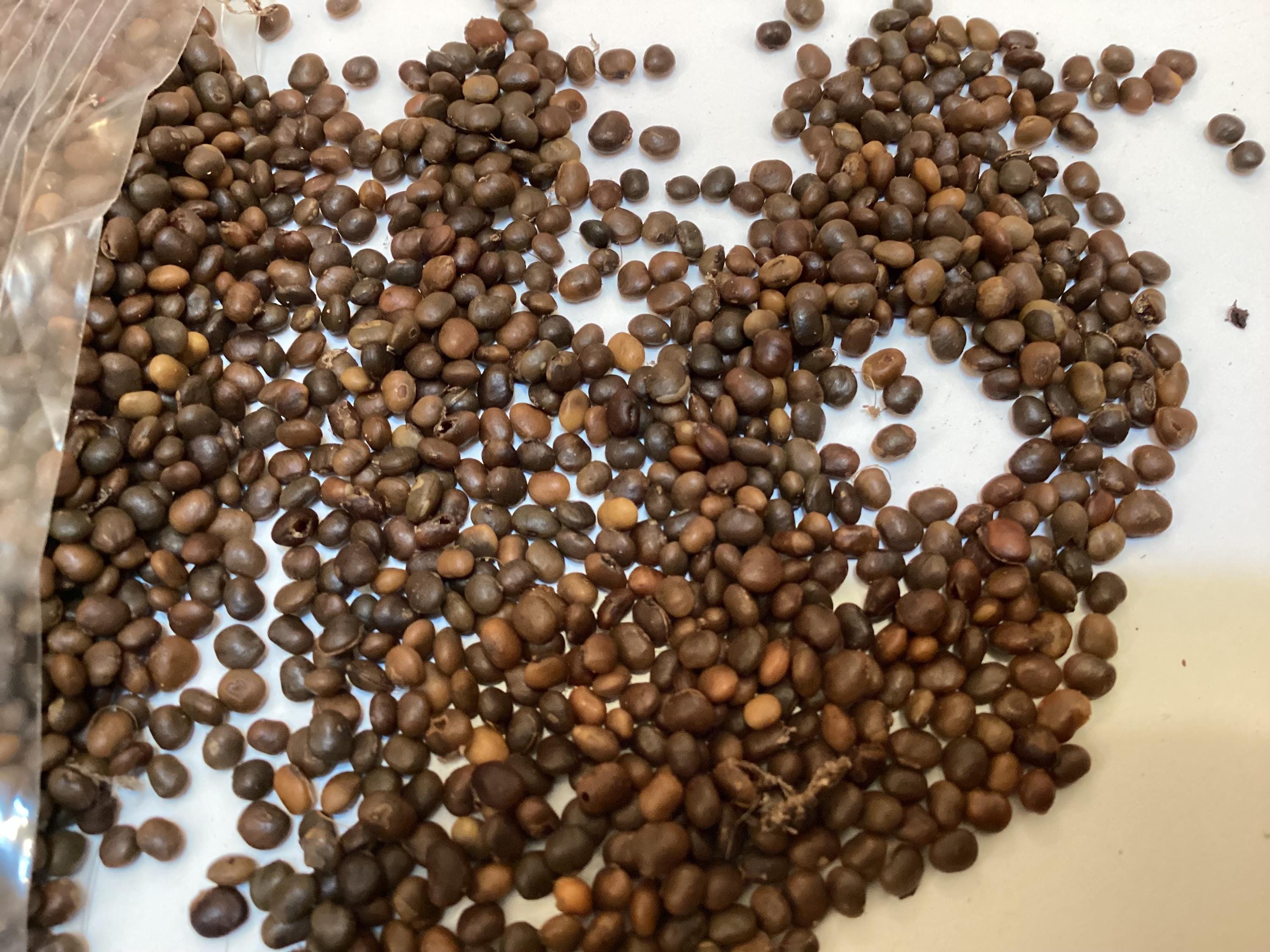 Winged Sumac Tree Seeds (RHUS COPALLINA) (Flameleaf Sumac ...