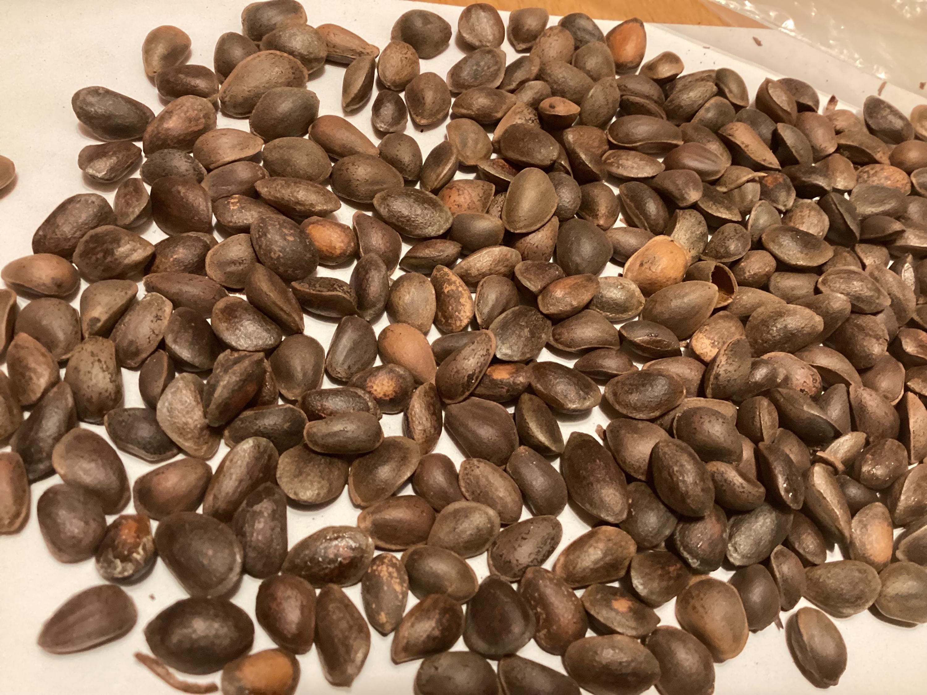 Southwestern White Pine Tree Seeds (PINUS STROBIFORMIS) (Border Pine ...