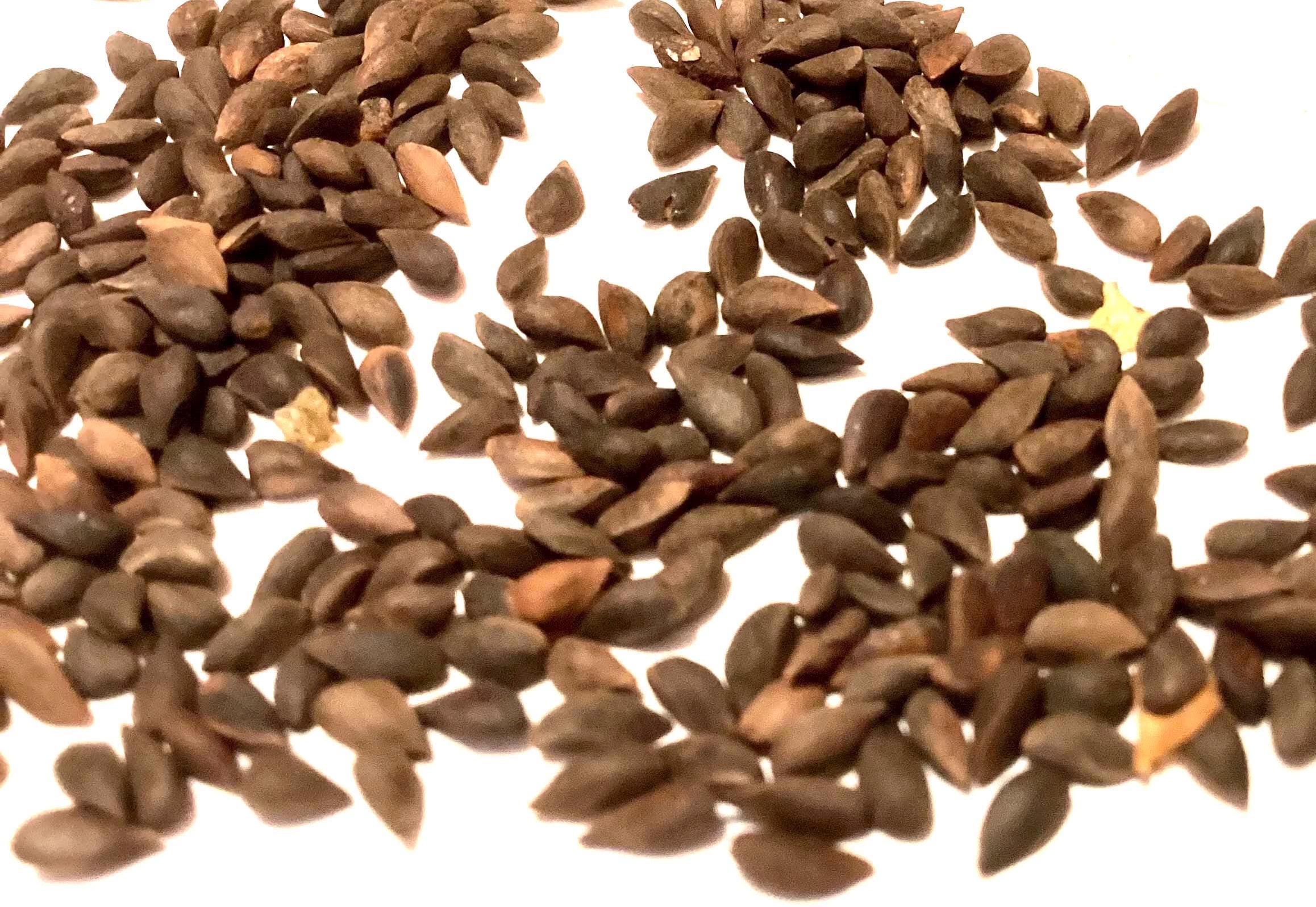 Norway Spruce Tree Seeds (PICEA ABIES) | TreeSeedMan.Com TREE, SHRUB ...