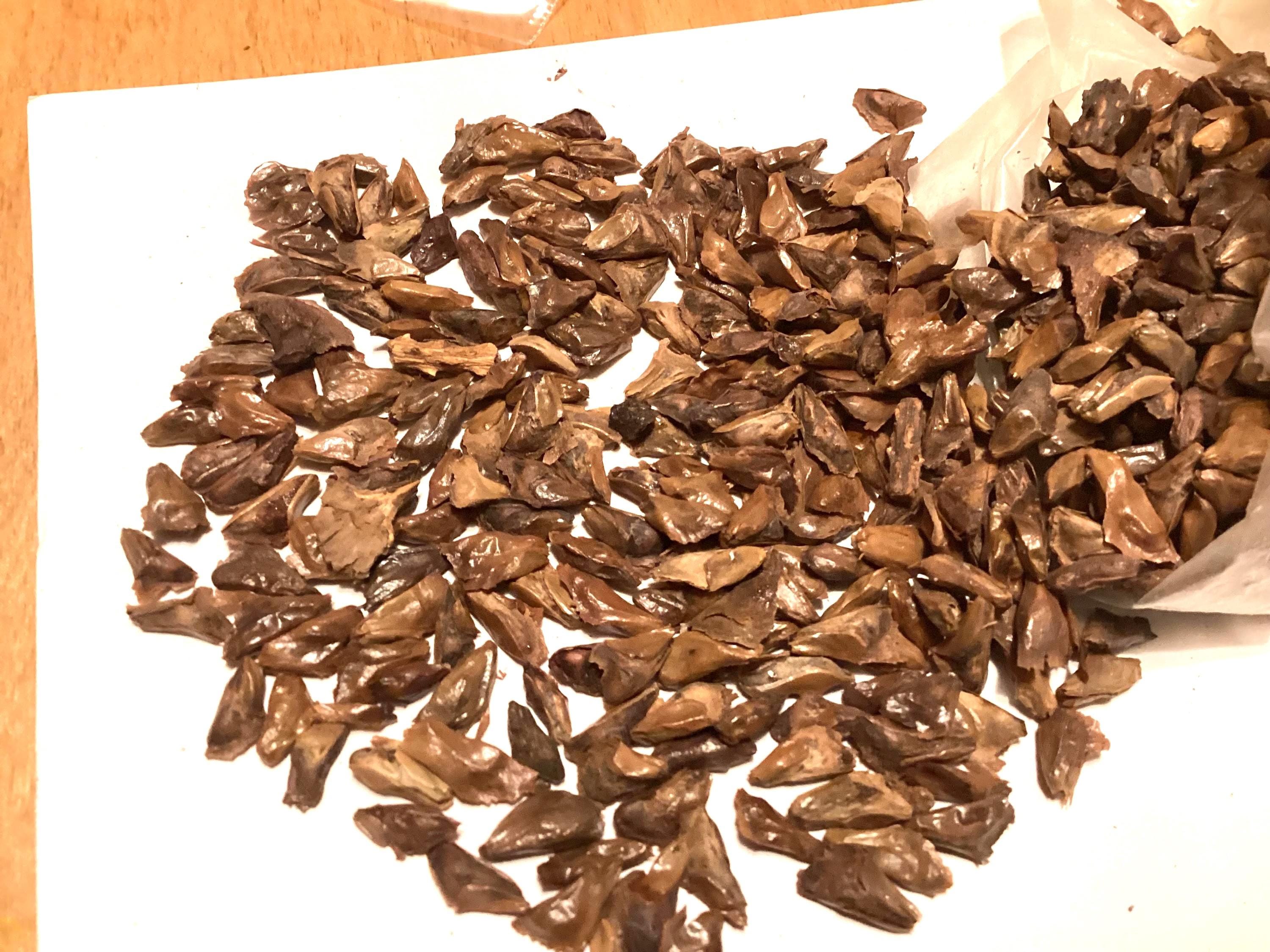 Silver Fir Tree Seeds (ABIES ALBA) (European Silver Fir) | TreeSeedMan ...