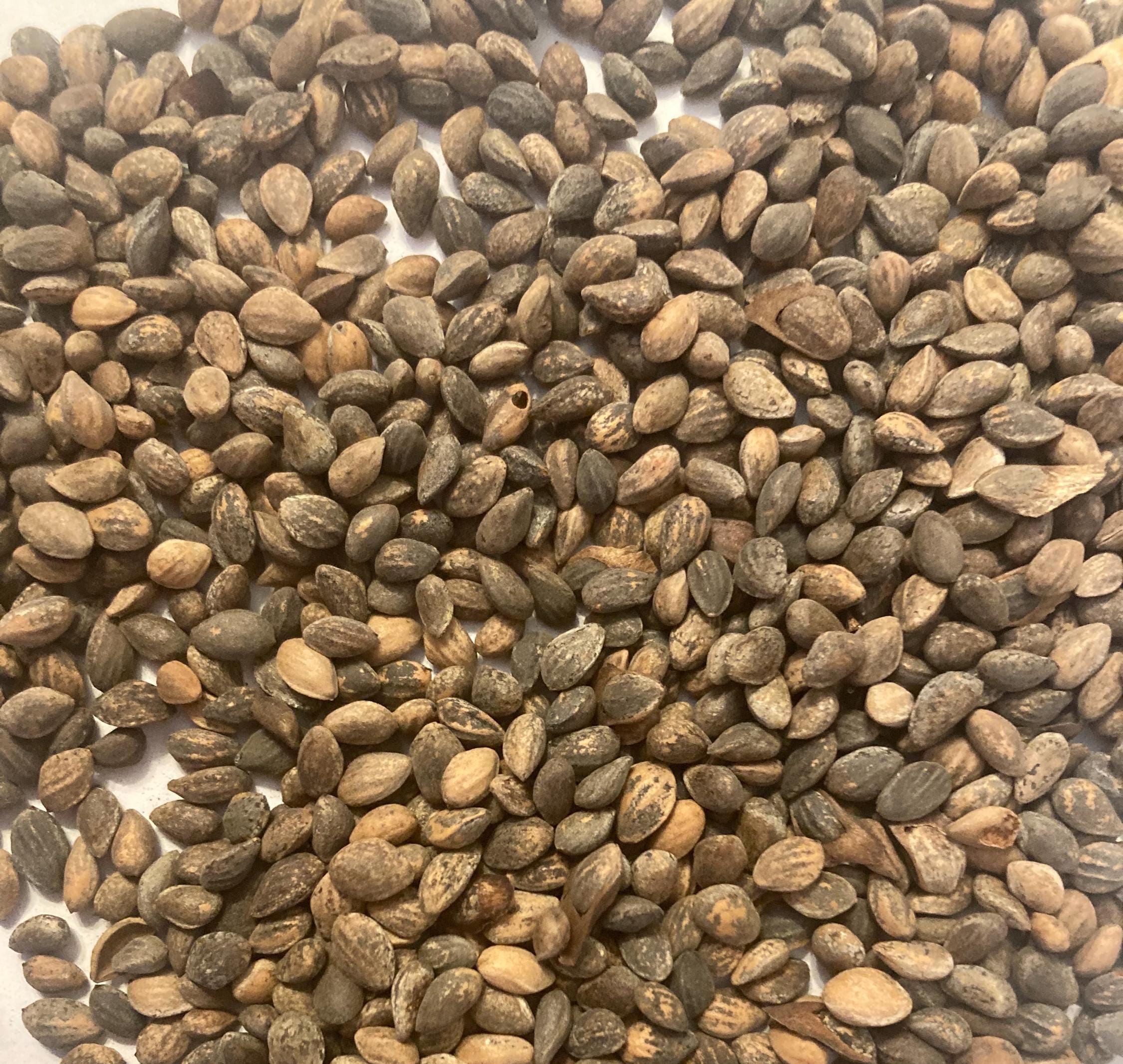 East Mediterranean Pine Tree Seeds (PINUS HALEPENSIS BRUTIA ...