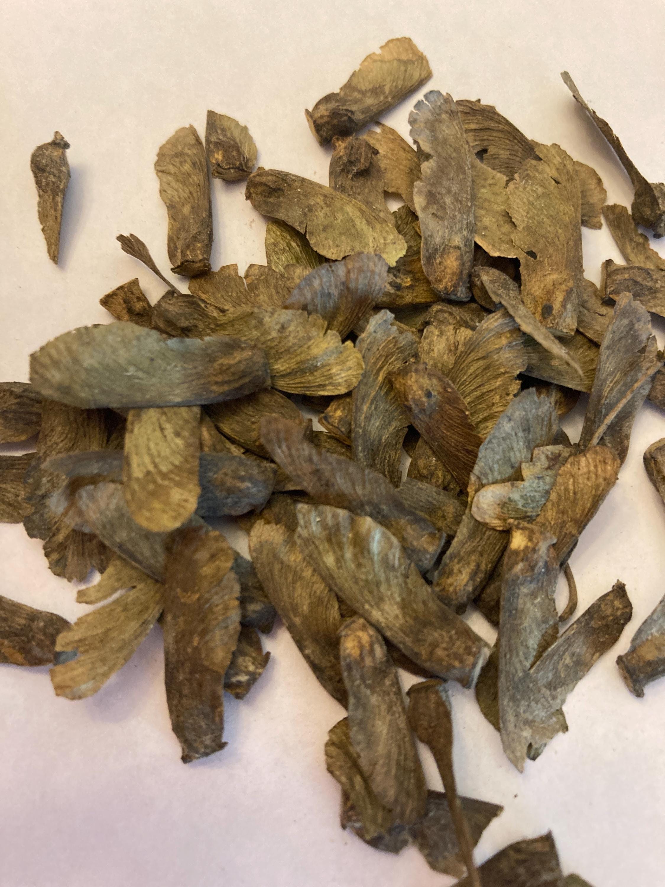 Dwarf Siebold Maple Tree Seeds (Acer Sieboldianum 'Sode-No-Uchi ...
