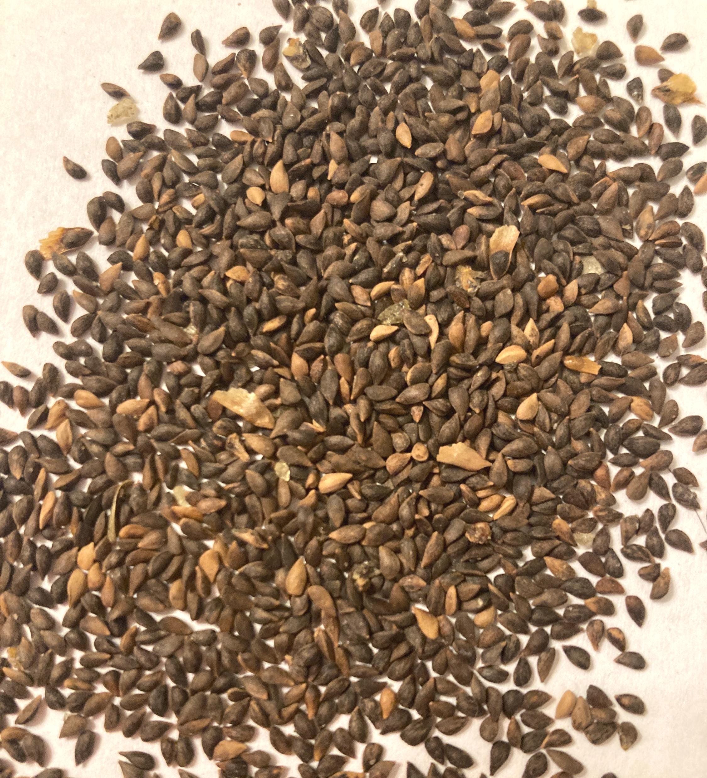Sitka Spruce Tree Seeds (PICEA SITCHENSIS) | TreeSeedMan.Com TREE ...