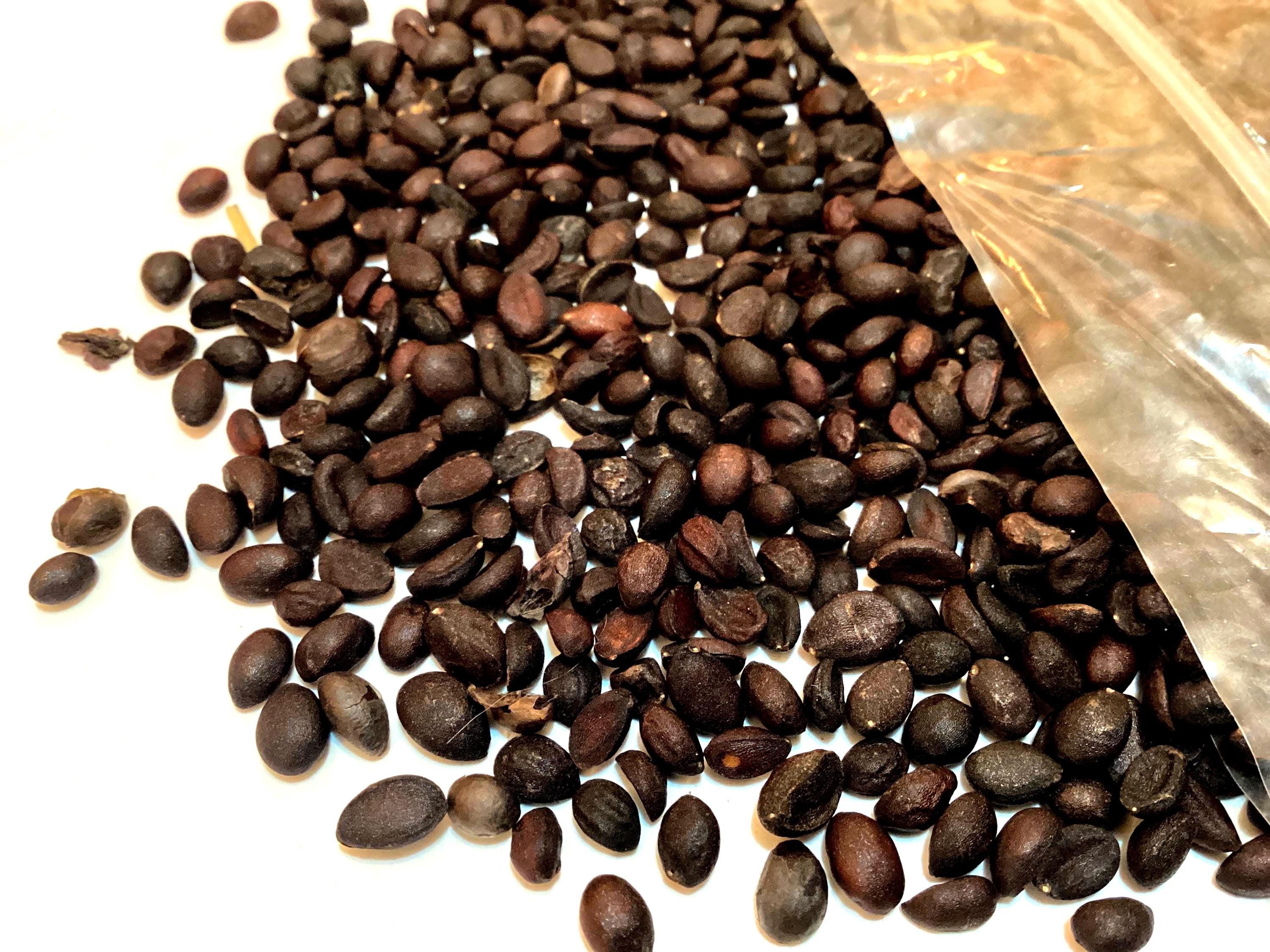 European Privet Shrub Seeds (LIGUSTRUM VULGARE) (Common Privet ...