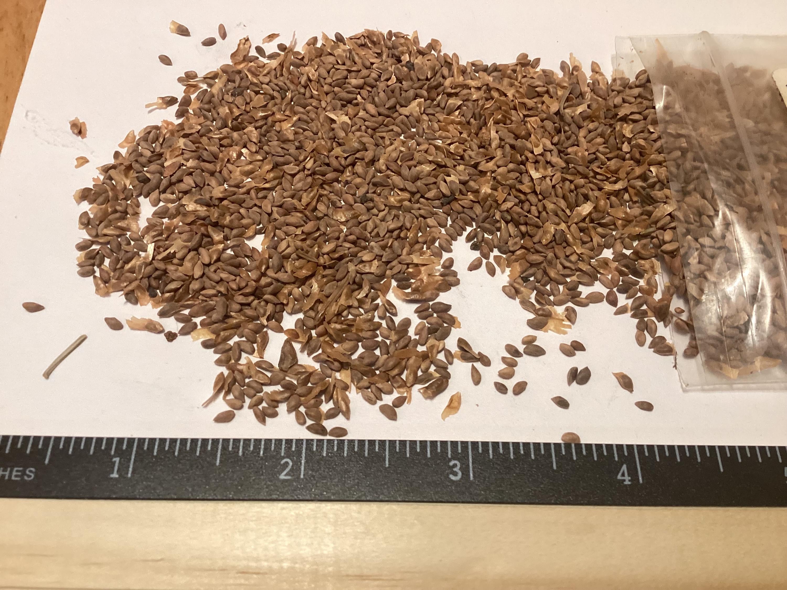 Spruce Tree Seeds (Picea Glauca) | TreeSeedMan.Com TREE, SHRUB & FLOWER ...