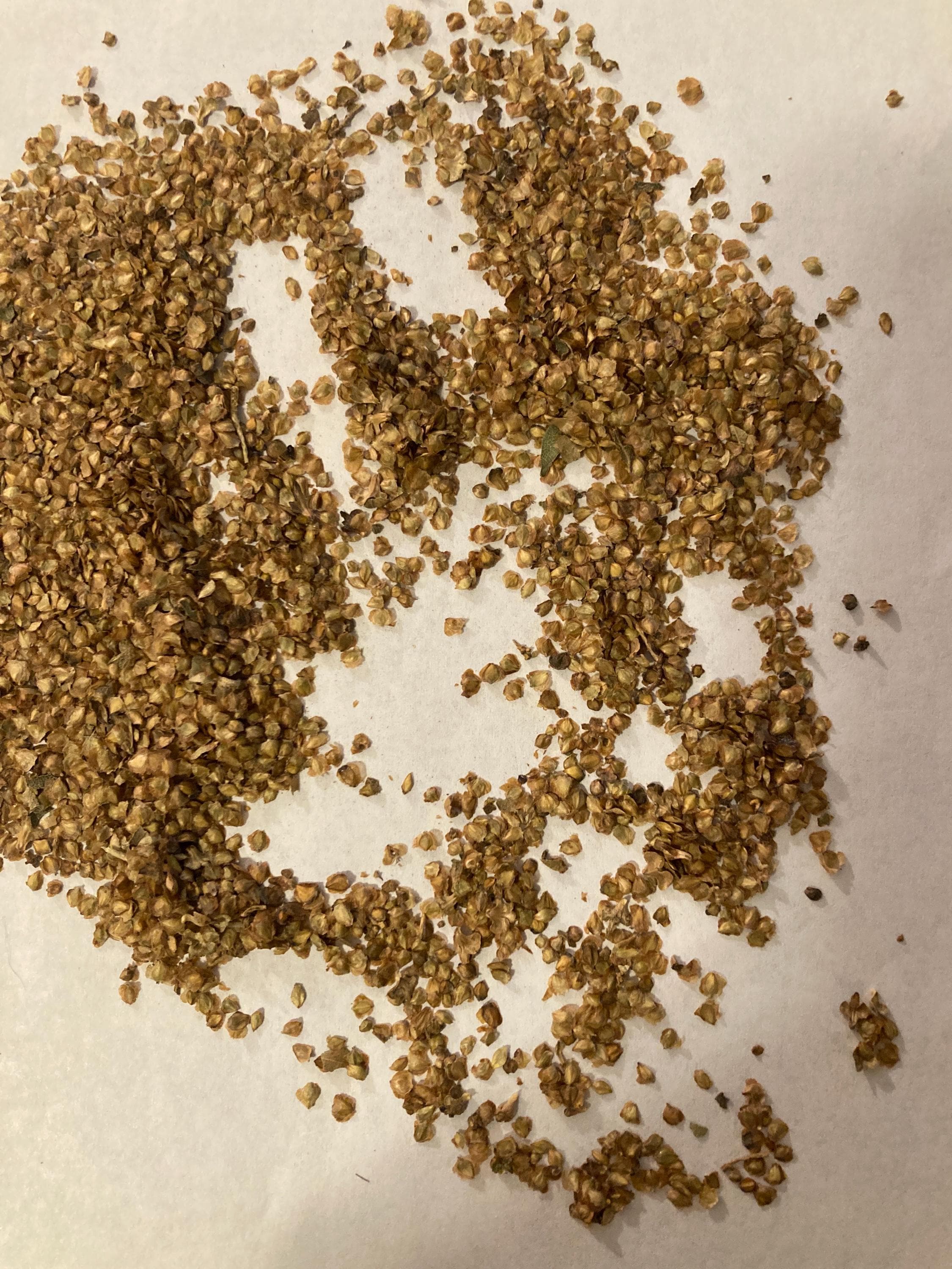 Dahurian Birch Tree Seeds (BETULA DAVURICA) (Asian Black Birch) | TreeSeedMan.Com TREE, SHRUB ...