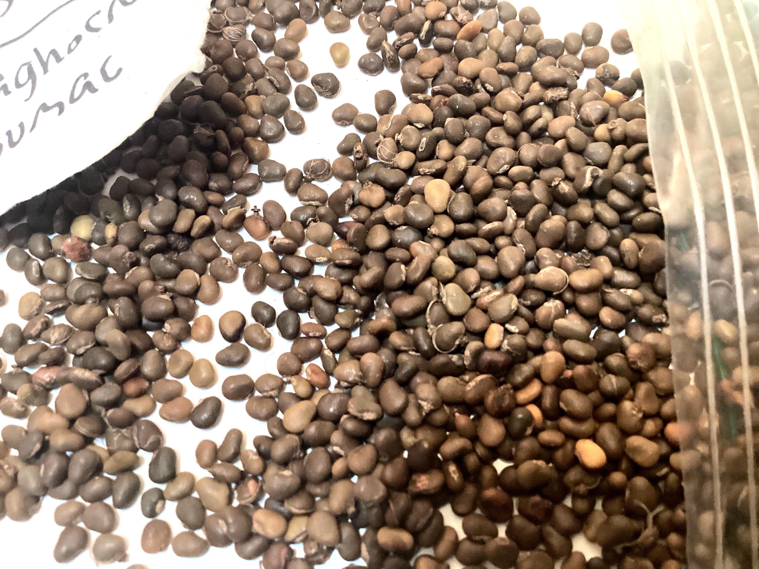 Staghorn Sumac Tree Seeds (RHUS TYPHINA) (Velvet Sumac) | TreeSeedMan ...