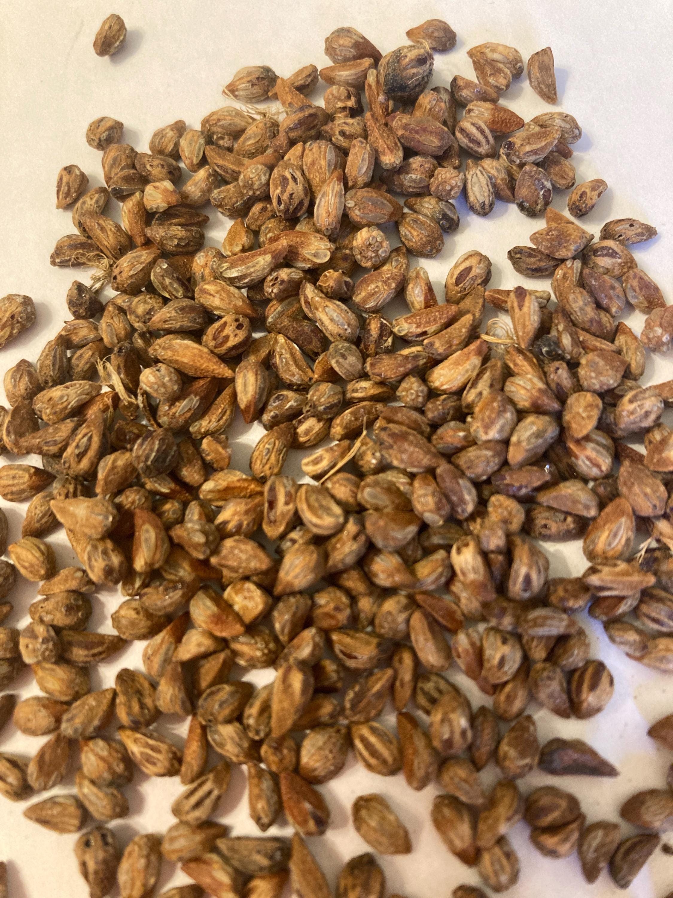 Temple Juniper Tree Seeds (JUNIPERUS RIGIDA) (Needle Juniper ...