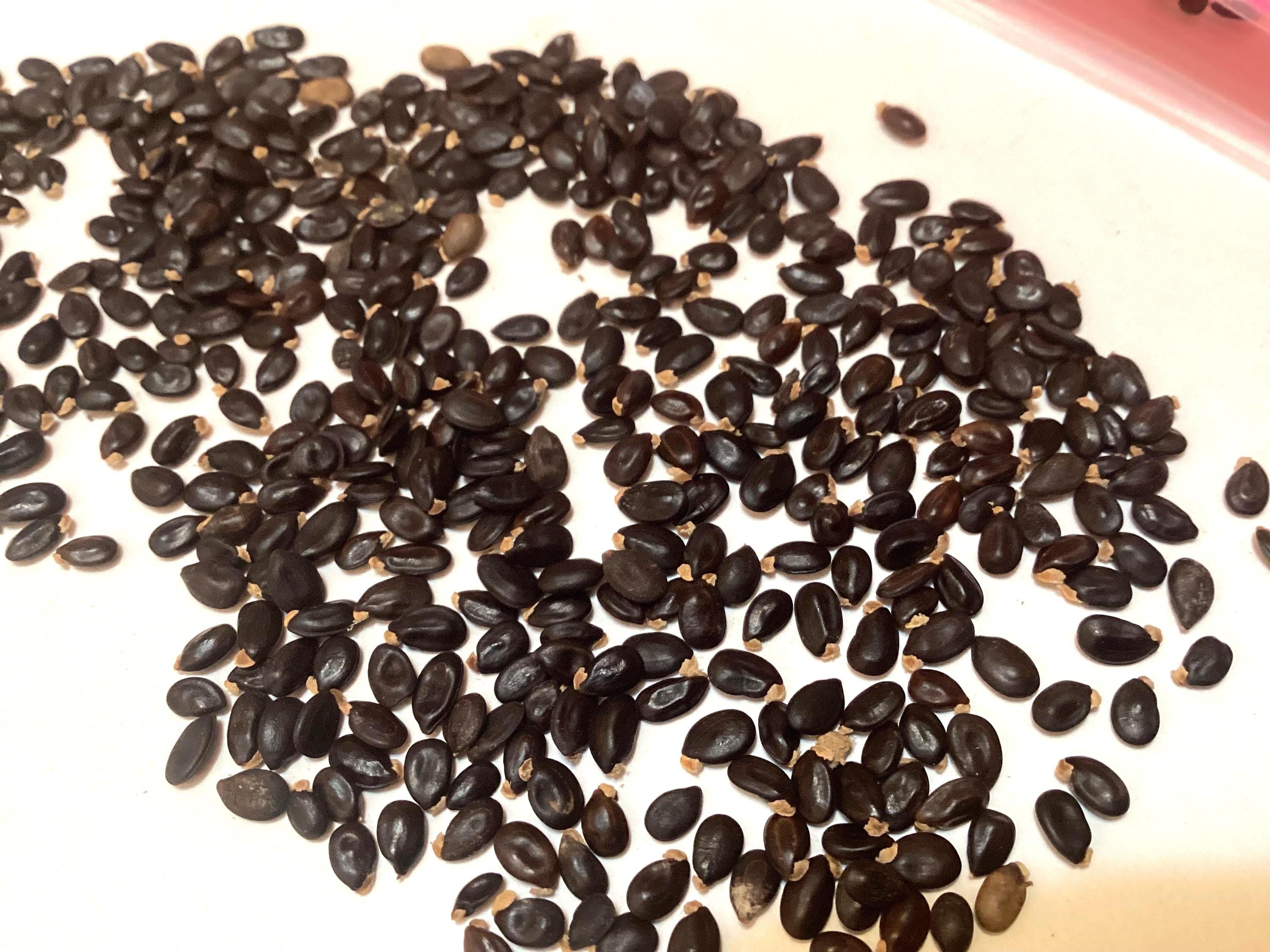 Silver Wattle Tree Seeds (Acacia dealbata) | TreeSeedMan.Com TREE ...