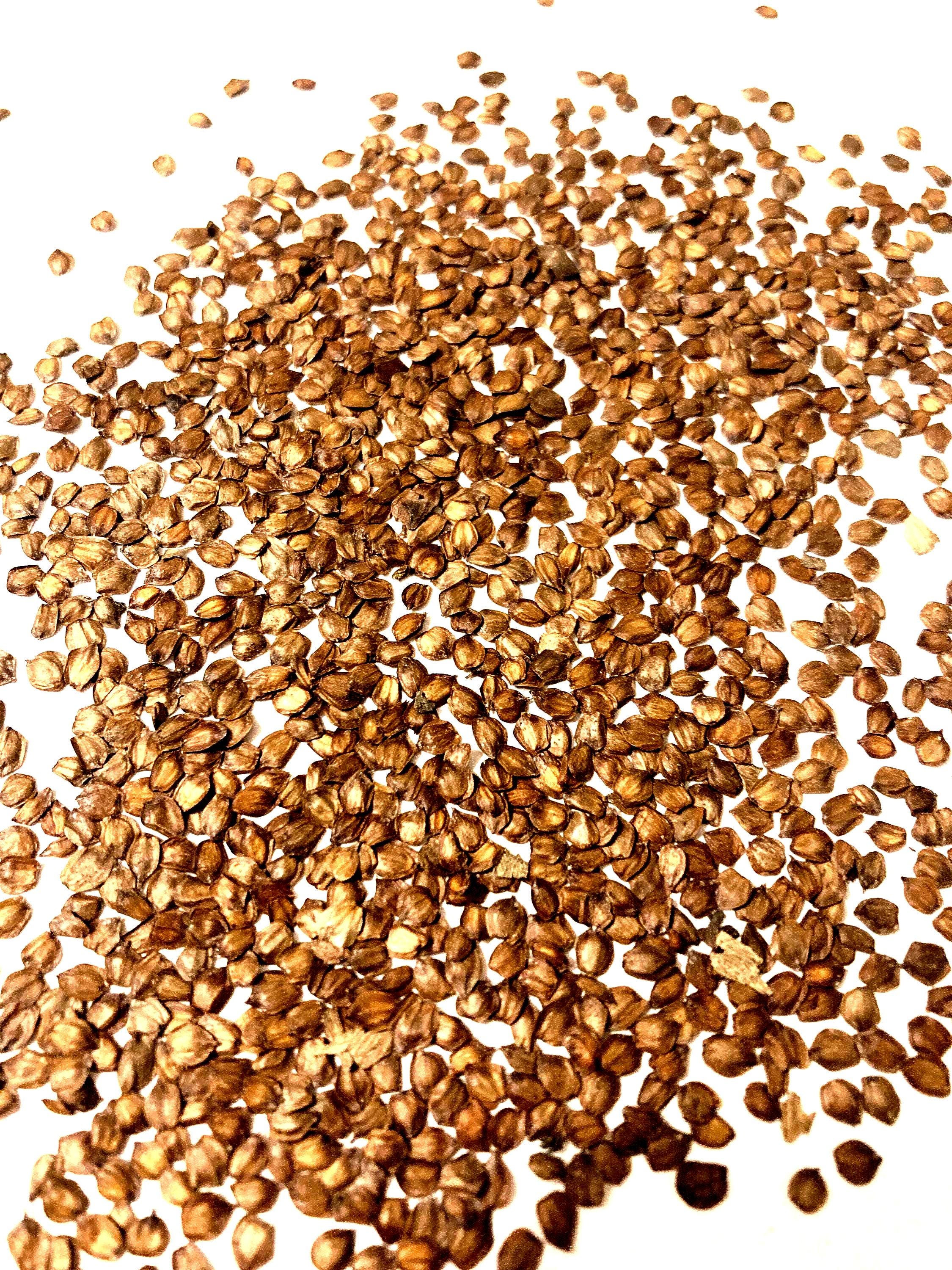 Japanese Alder Tree Seeds (ALNUS JAPONICA) | TreeSeedMan.Com TREE ...