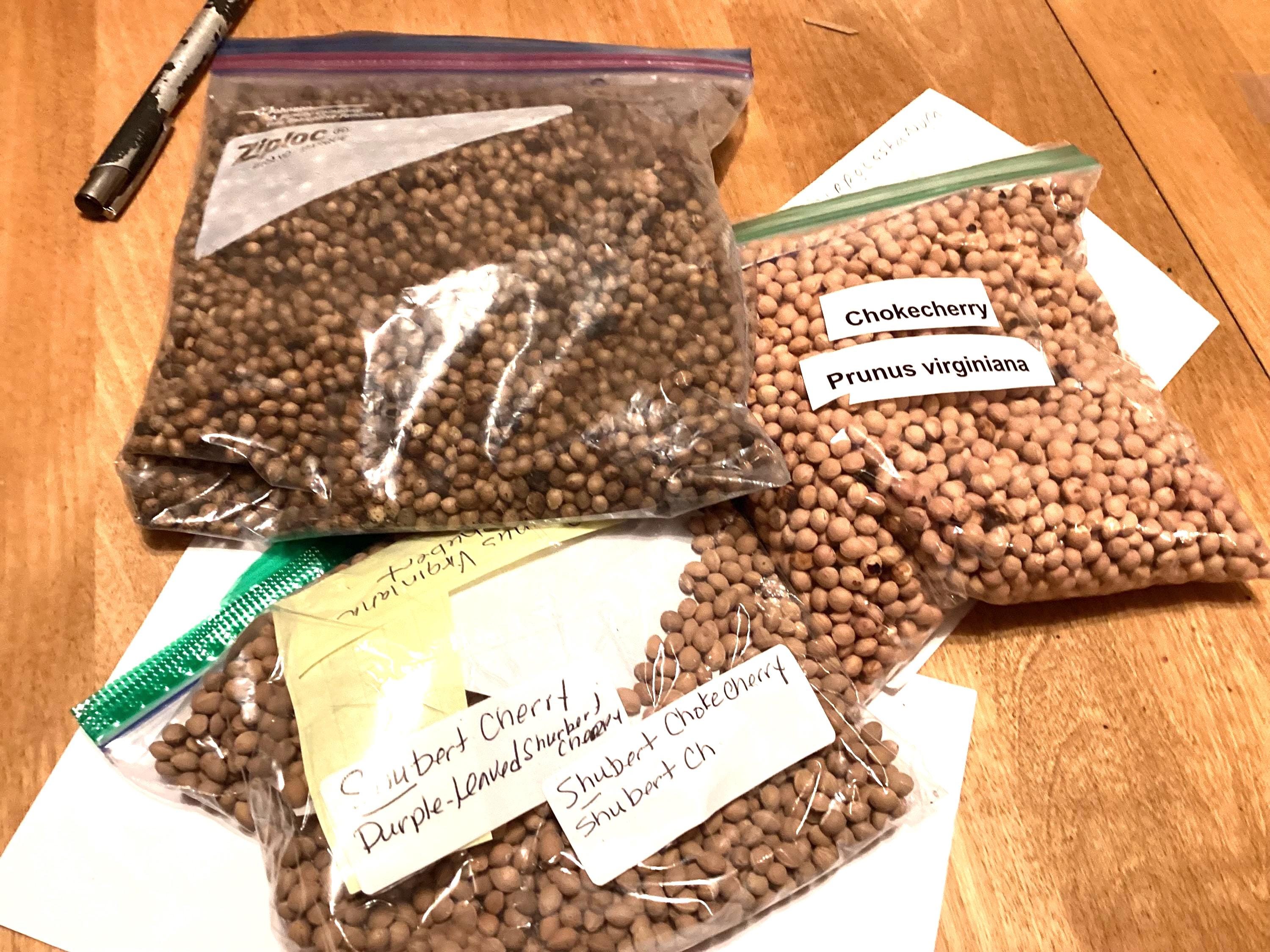 3 types of CHERRY TREE Seeds (per order randomly chosen) | TreeSeedMan ...