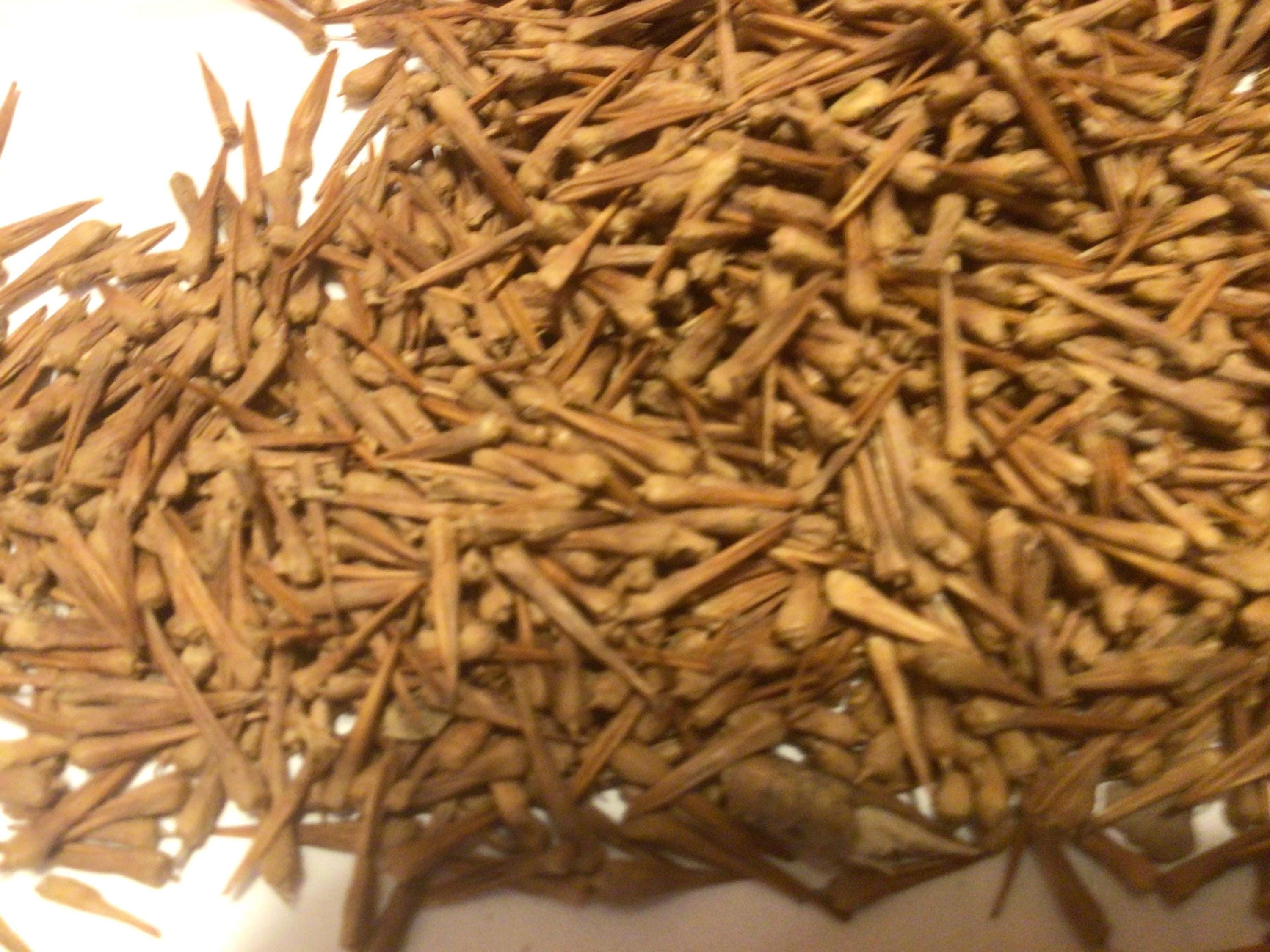 Water Beech Tree Seeds (PLATANUS OCCIDENTALIS clean seed) (American ...