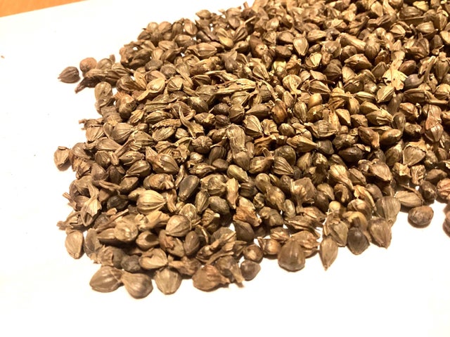 TREE & SHRUB SEEDS | TreeSeedMan.Com TREE, SHRUB & FLOWER SEEDS ...