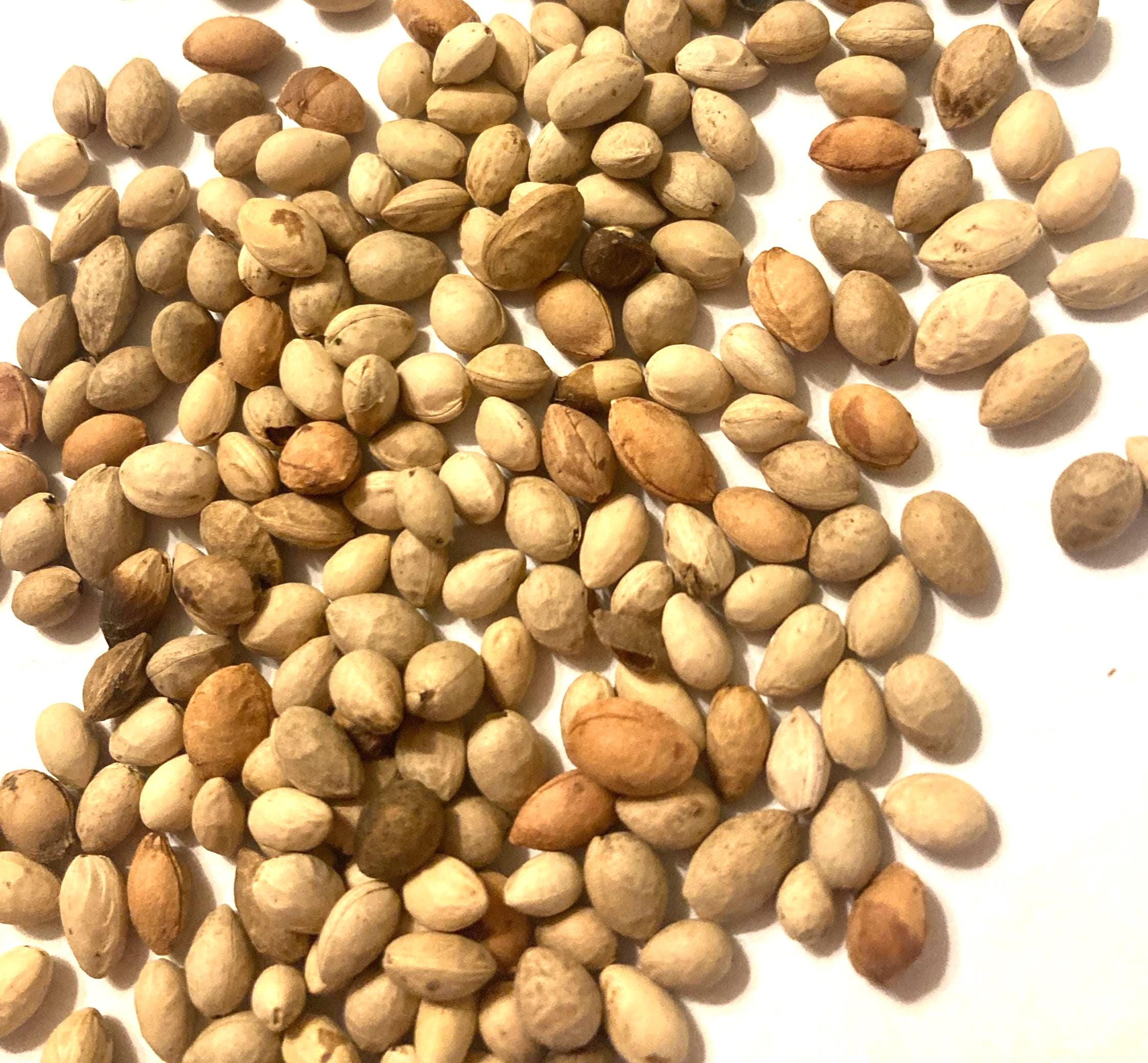 Oriental Cherry Tree Seeds (PRUNUS SERRULATA)(East Asian) | TreeSeedMan ...