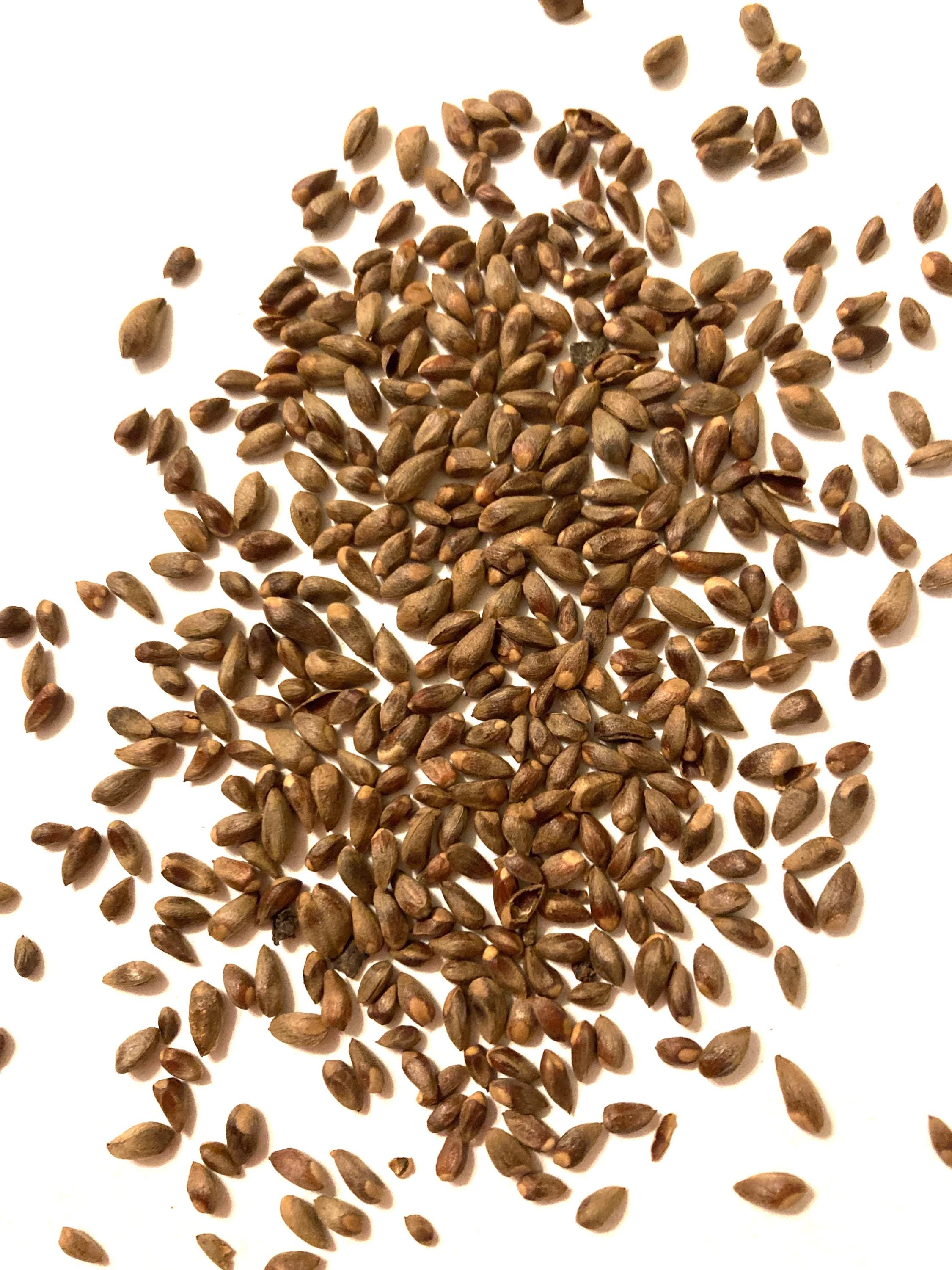 Oriental Arborvitae Tree Seeds (THUJA ORIENTALIS) (Chinese Thuja ...