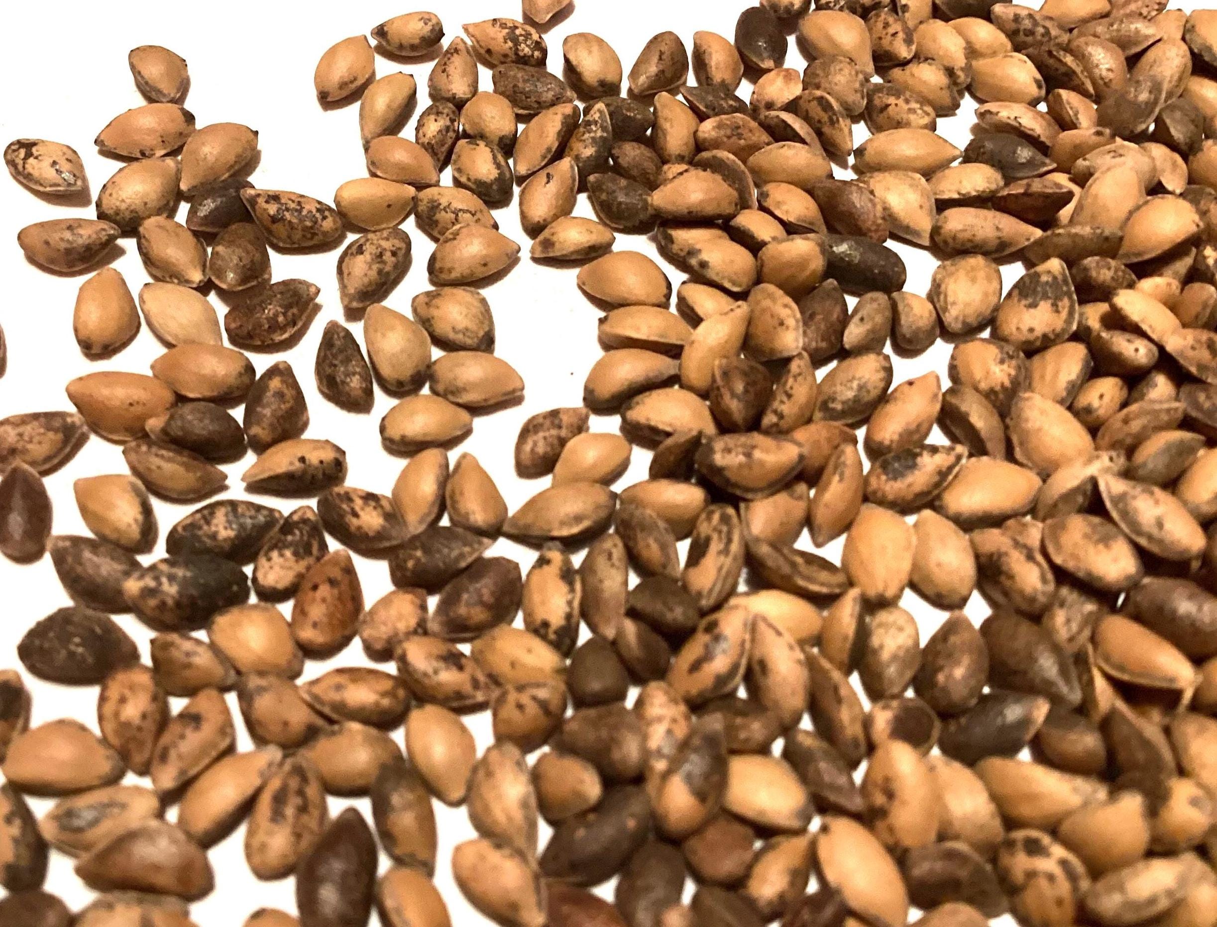 Baguio Pine Tree Seeds (PINUS KESIYA) (Khasi Pine)(Benquet Pine)(Three ...