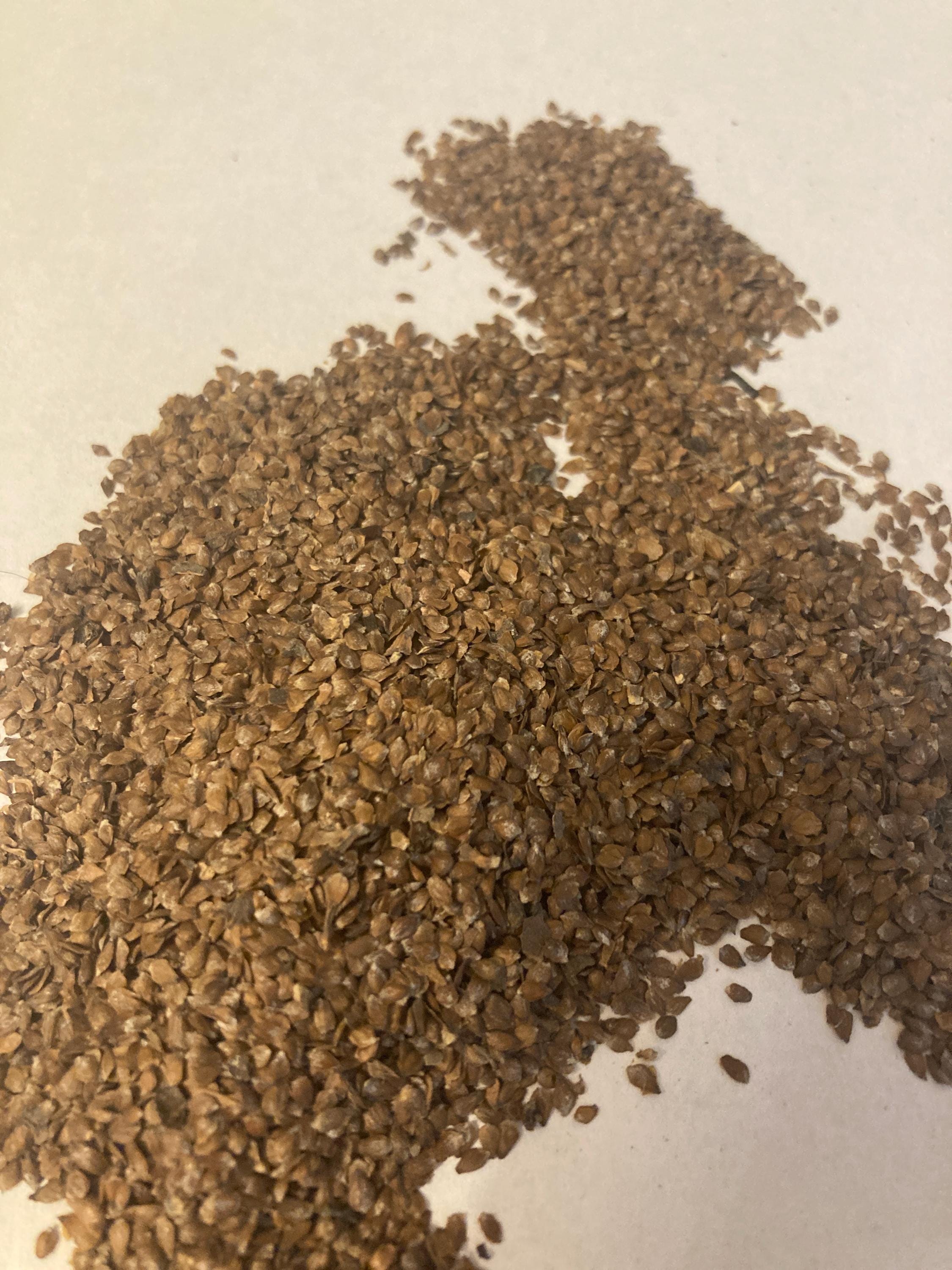 Sweet Birch Tree Seeds (BETULA LENTA) (Black Birch) | TreeSeedMan.Com ...