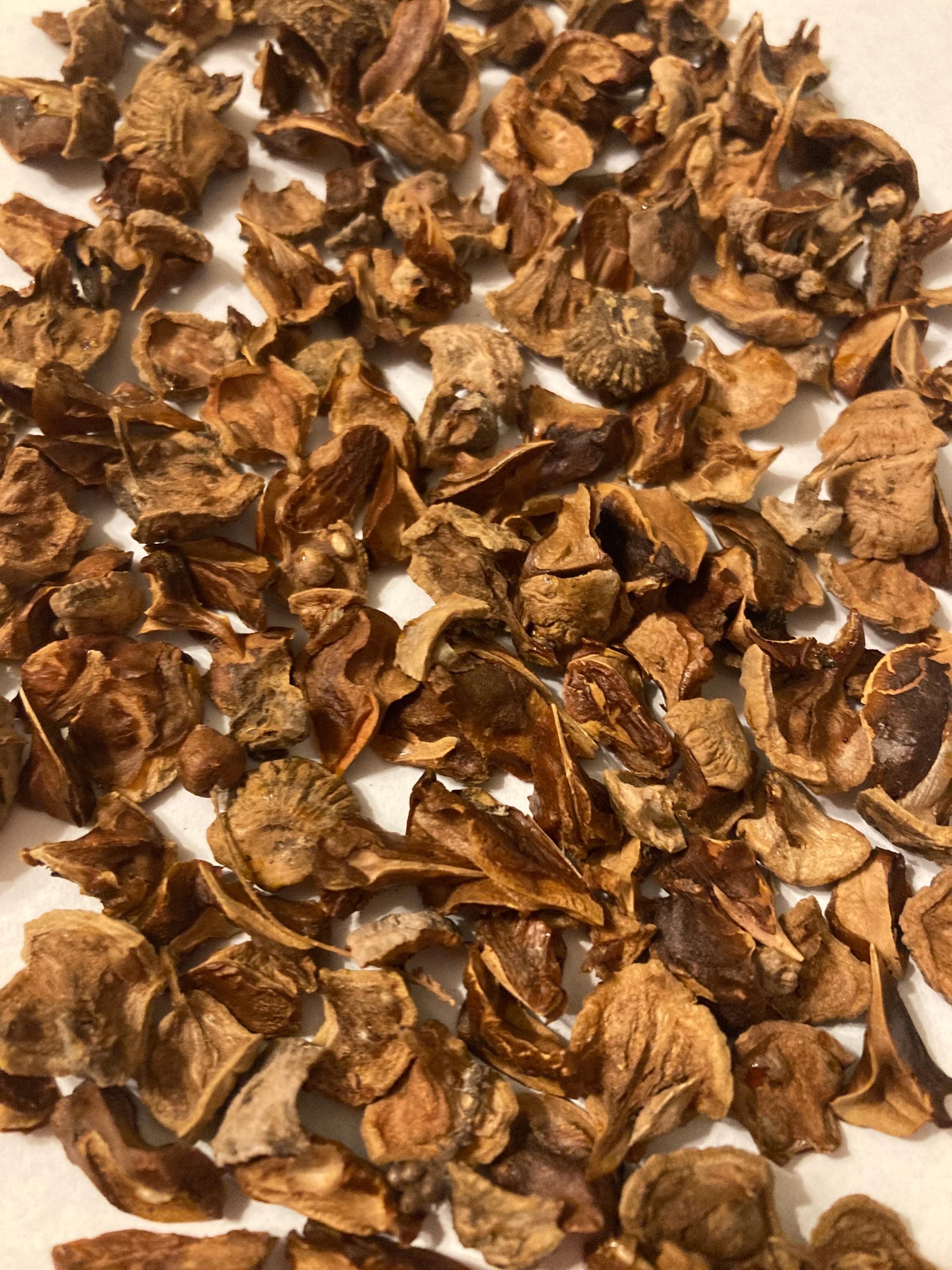 Bald Cypress Tree Seeds (TAXODIUM DISTICHUM) (Southern Sourced ...