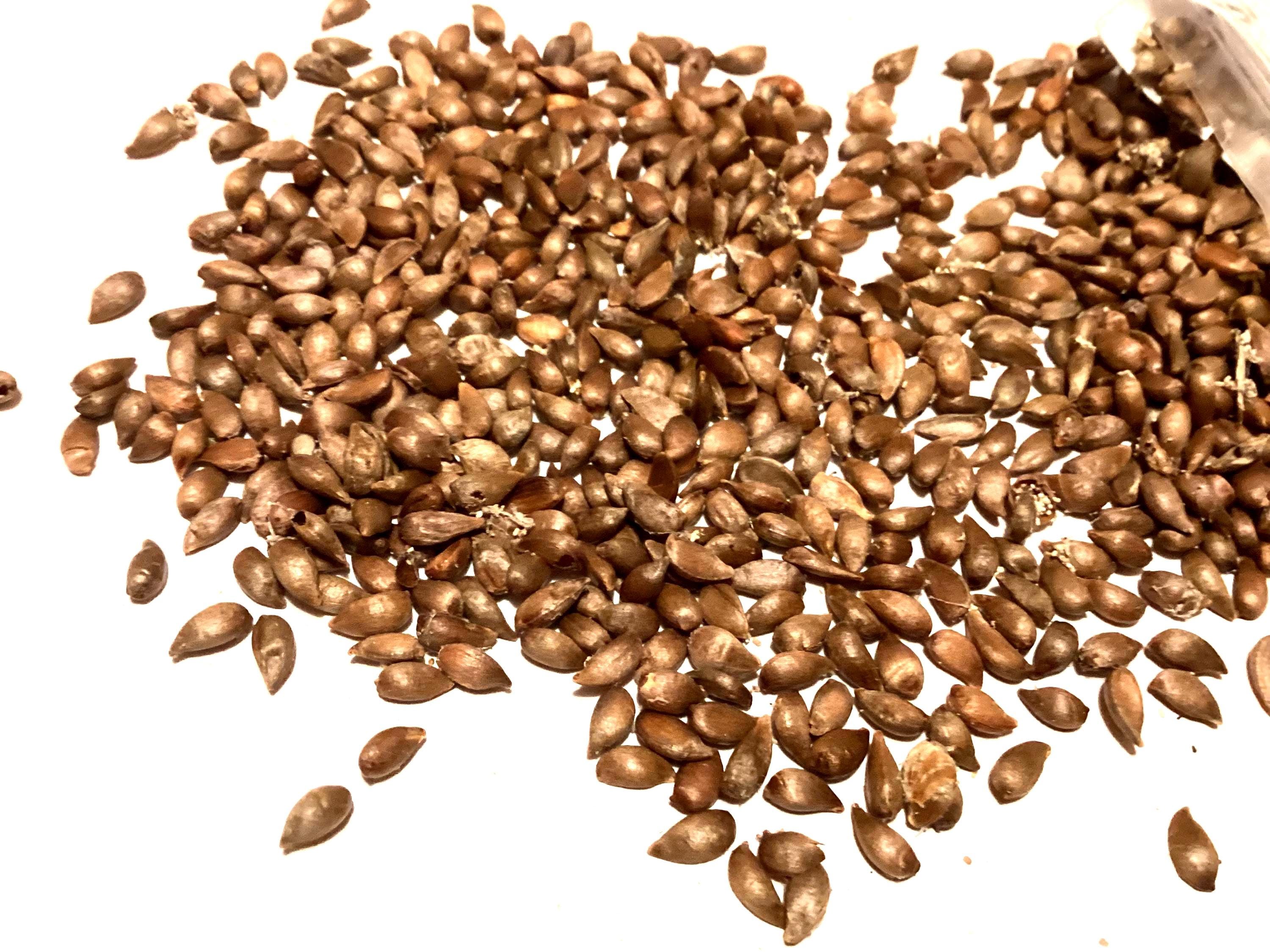 Robust Apple Tree Seeds (MALUS ROBUSTA) | TreeSeedMan.Com TREE, SHRUB ...