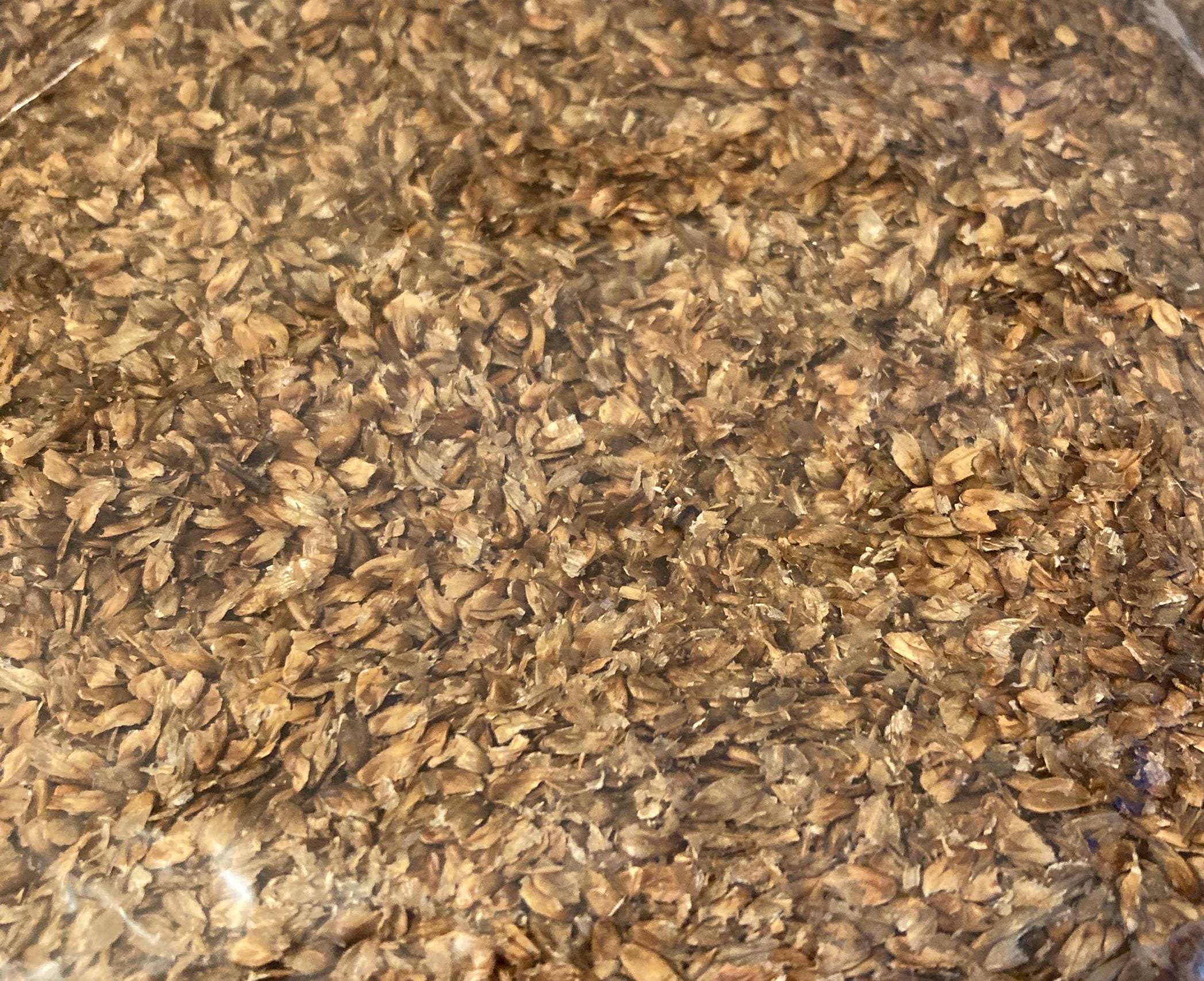 Horsetail Beefwood Tree Seeds (CASUARINA CUNNINGHAMIANA) (Beach Sheoak ...