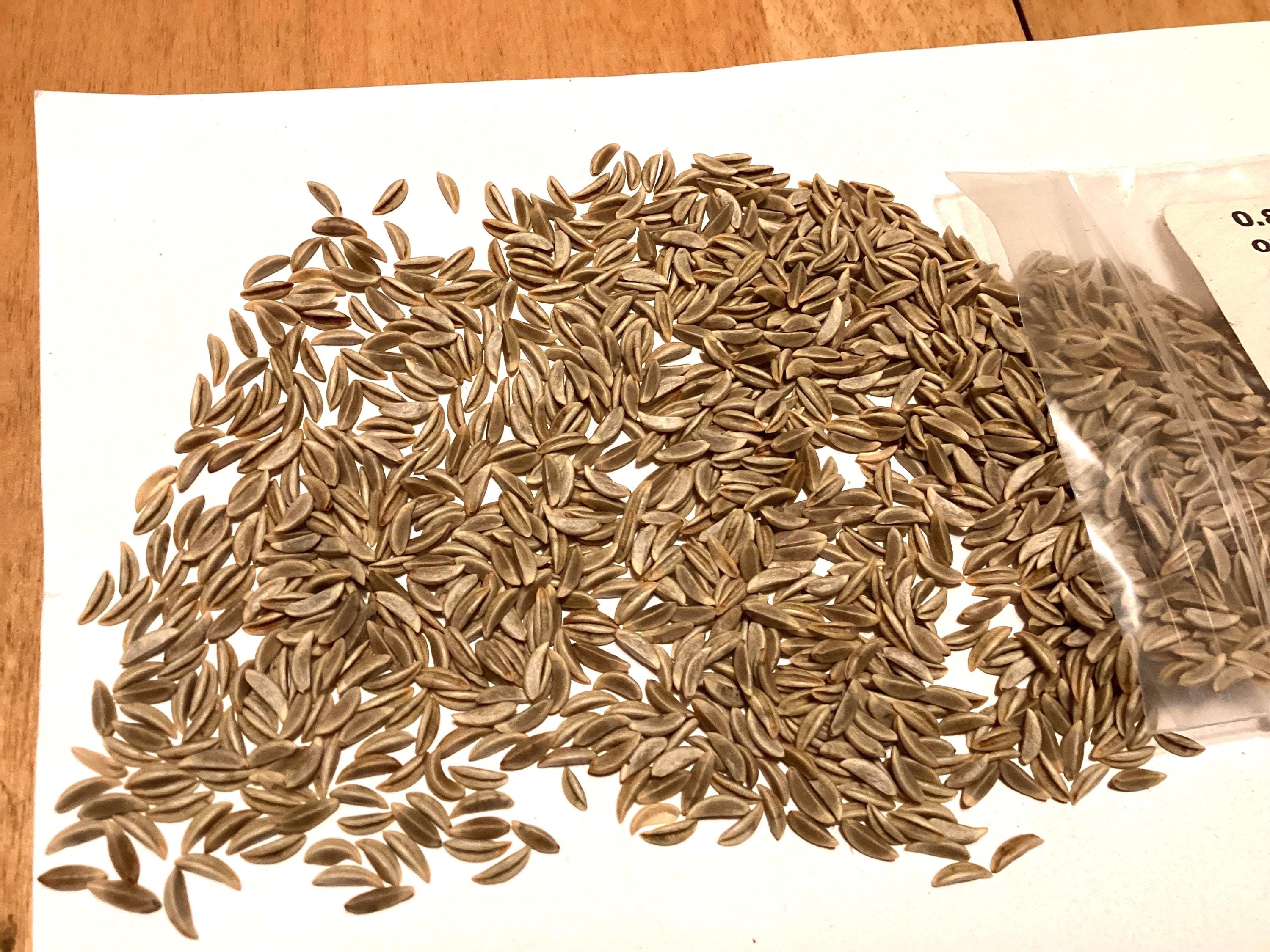 Longstalk Holly Tree Seeds (ILEX PEDUNCULOSA) | TreeSeedMan.Com TREE ...